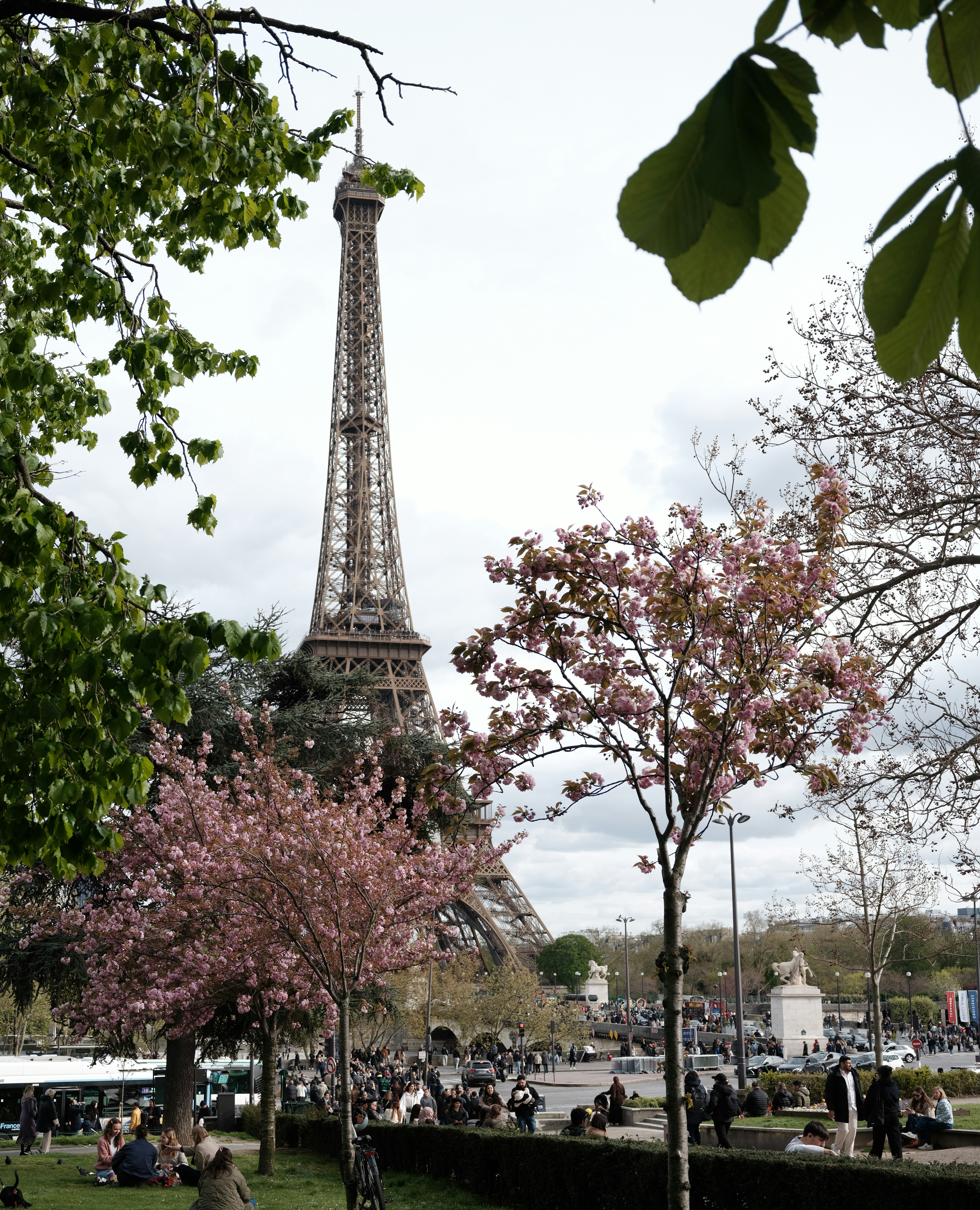 Blossoms at the Tower: Parisian Park Frame