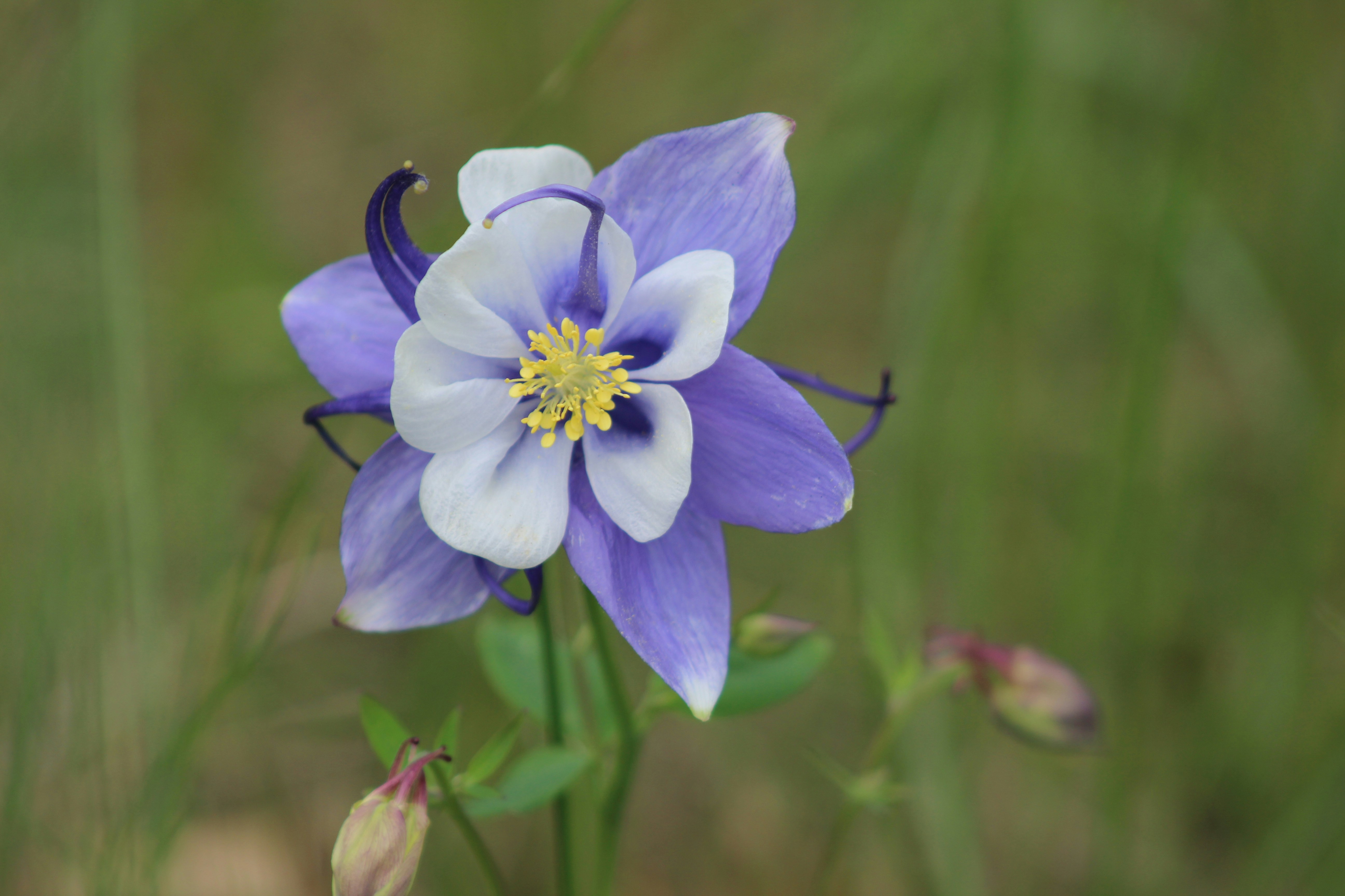 Lavender-blue Anemone: A Delicate Bloom in Soft Meadow Light