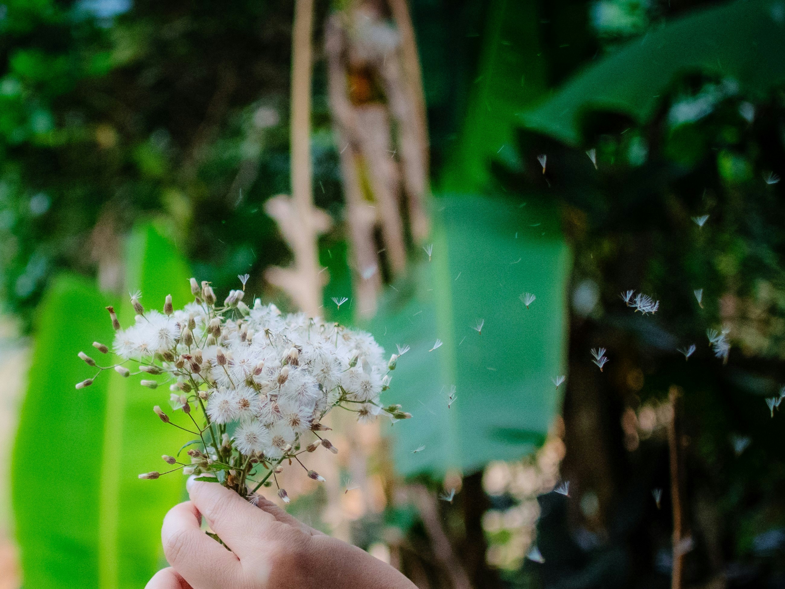 Gentle Bloom: Handful of Dandelion-like Seeds in Soft Morning Light