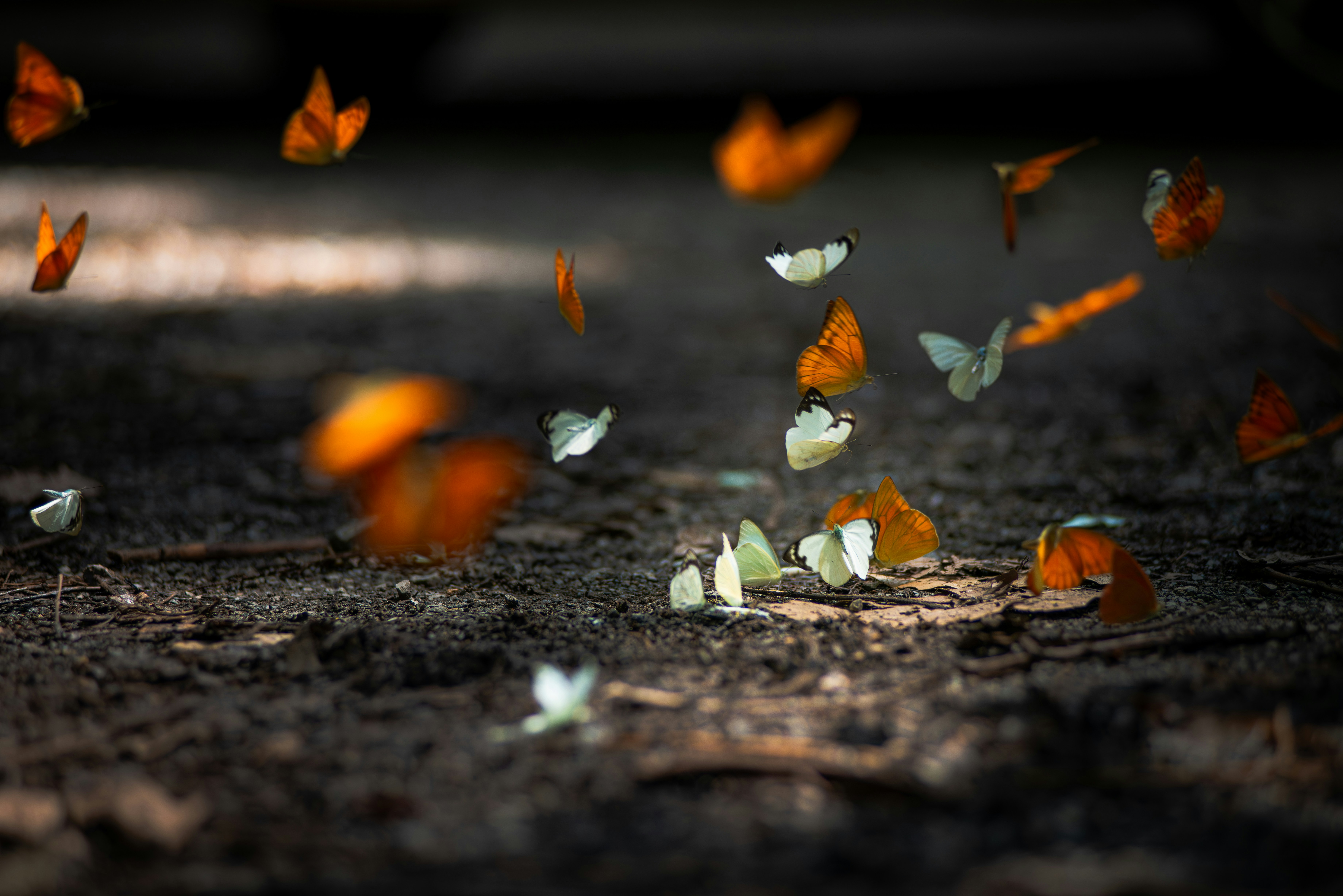Petals of Light: A Dance of Butterflies on Dappled Ground