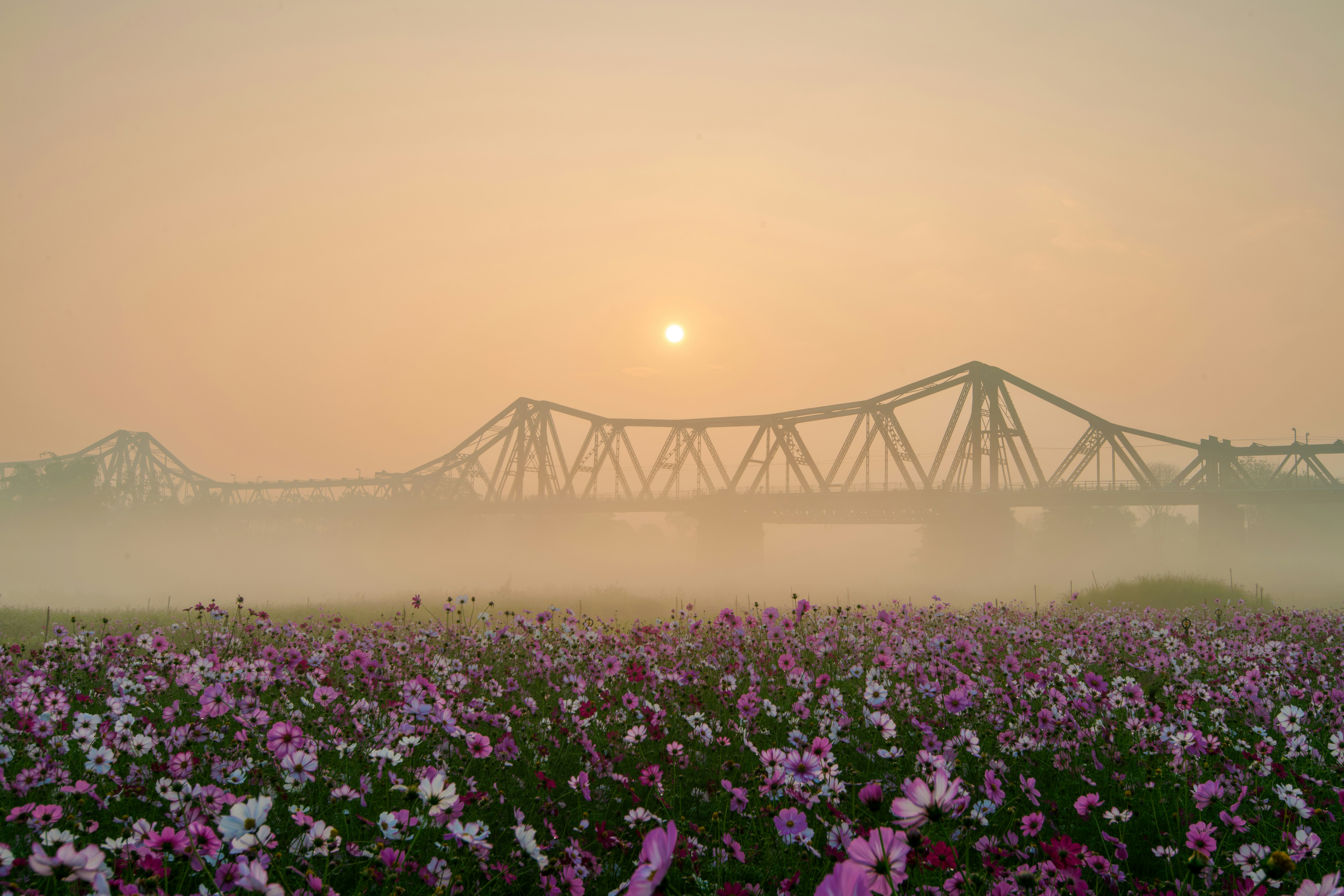 Mist-Soft Sunrise Over a Flower Field Framing a Bridge