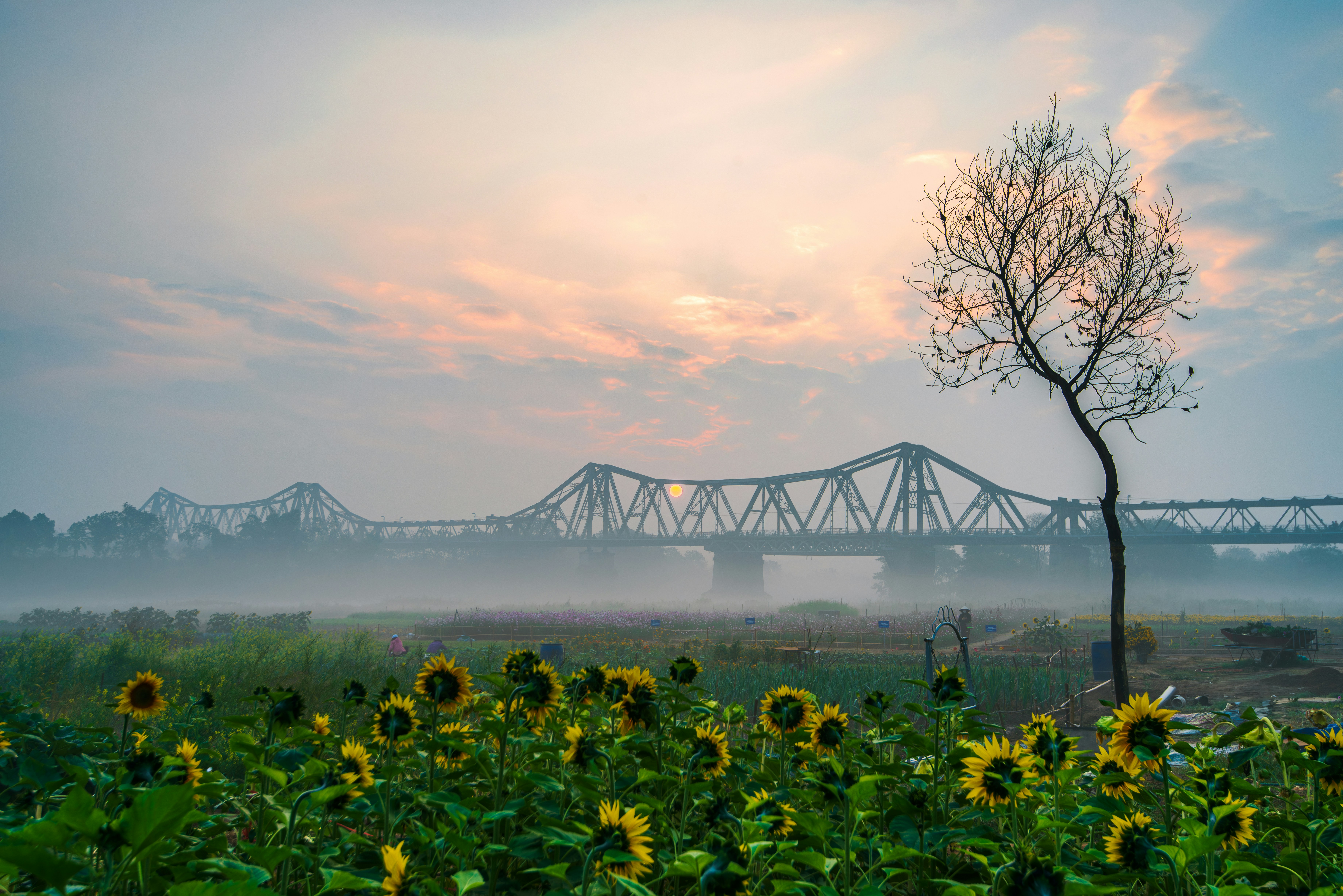 Sunflowers on the Edge: Morning Mist and a Lone Tree By the Bridge