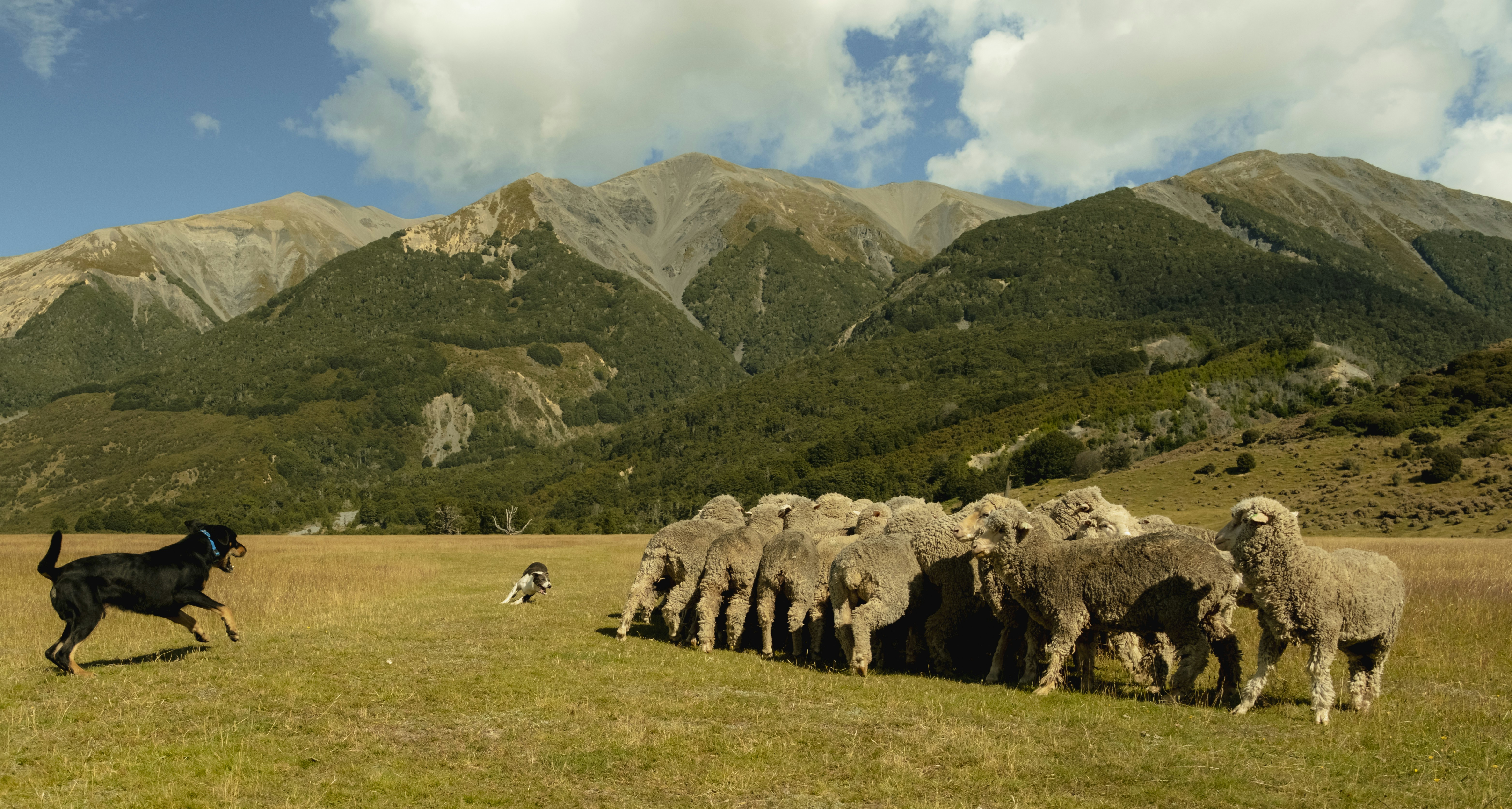 Herder and Loyal Flock: A Black Dog Herding Sheep in a Mountain Meadow