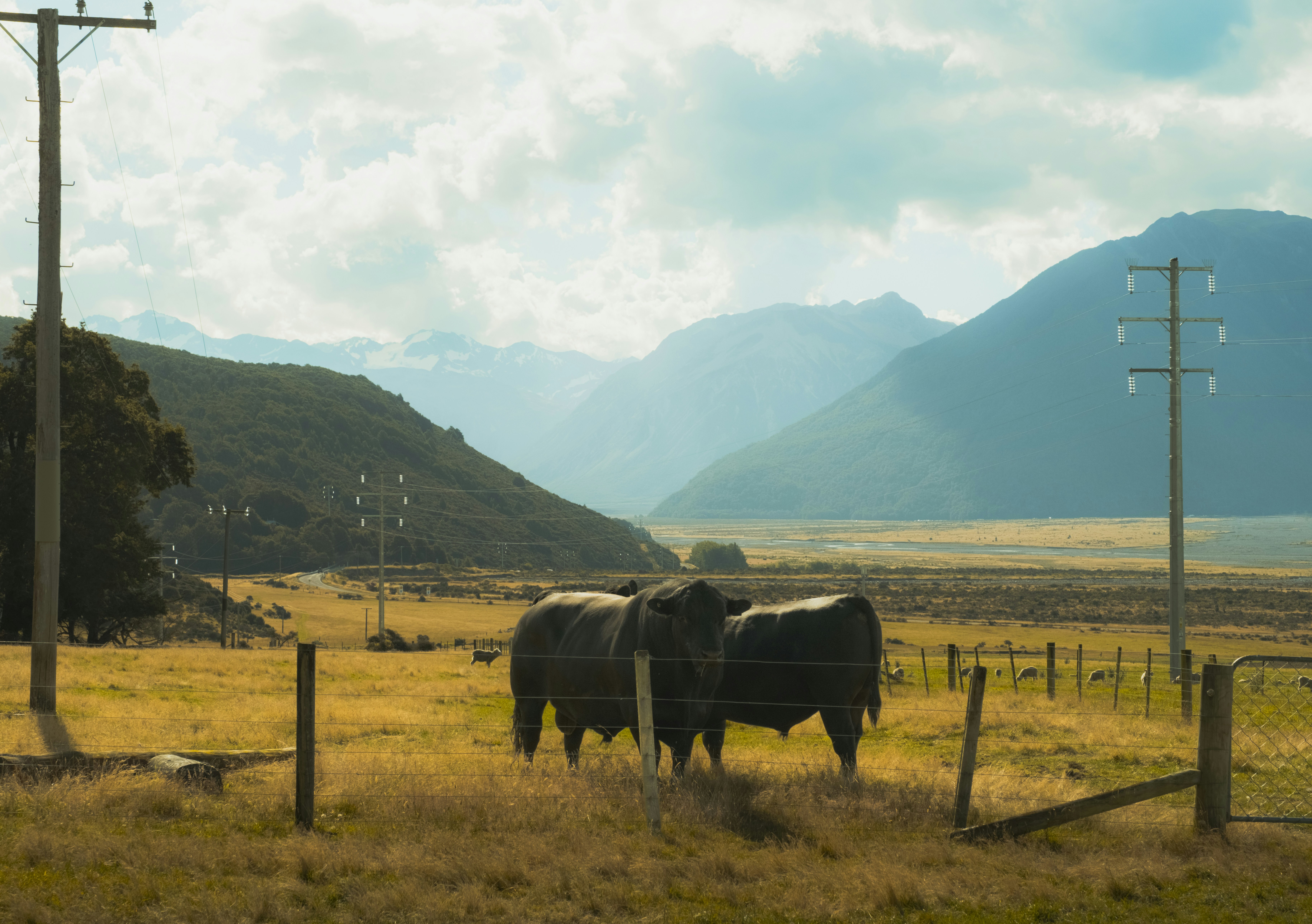 Grazing by the Valley Rail: A Quiet Break under Mountain Skies