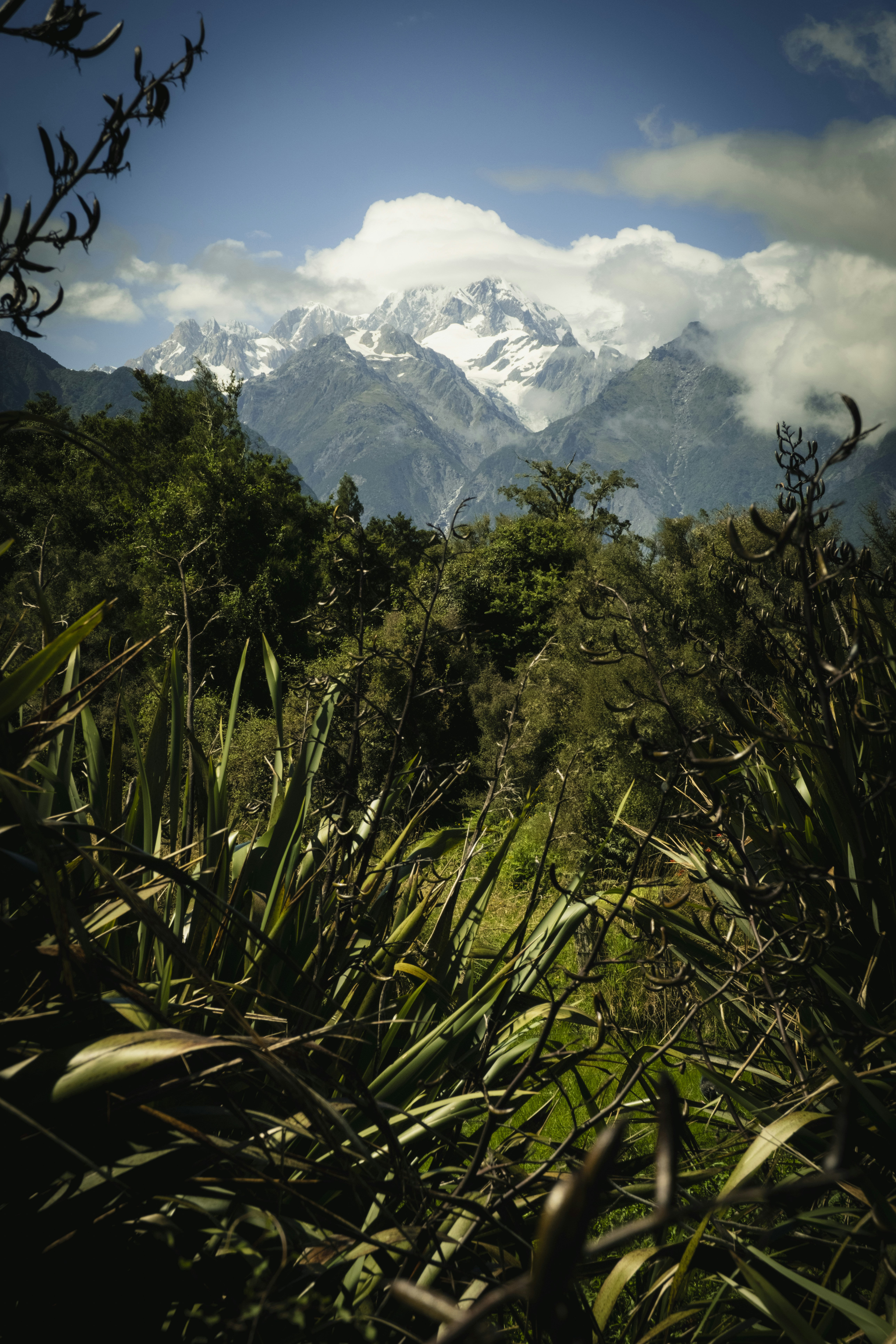 Snow-capped Peak Framed by Jungle Rim