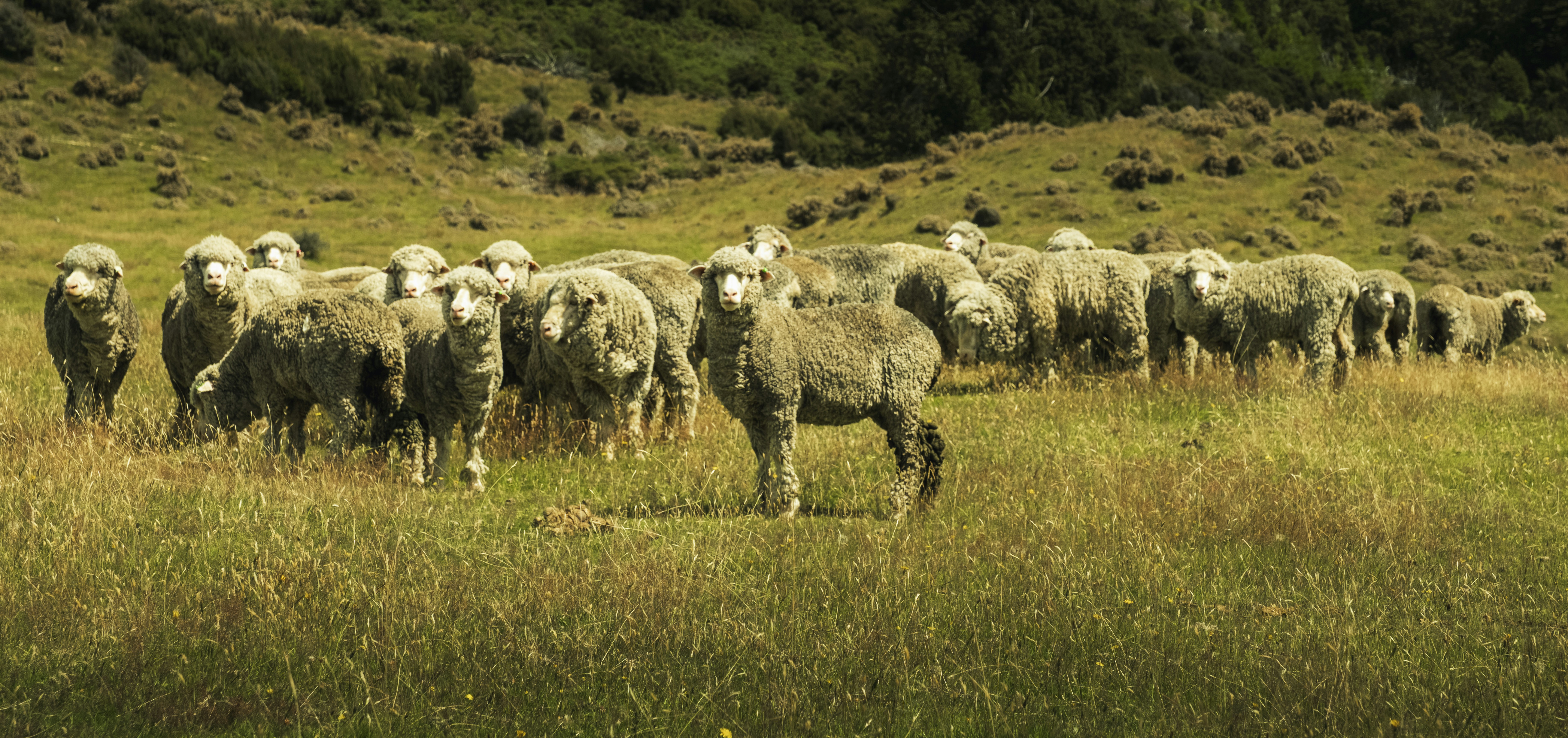 Herd of Sheep Basking in Golden Grass Under a Hillside