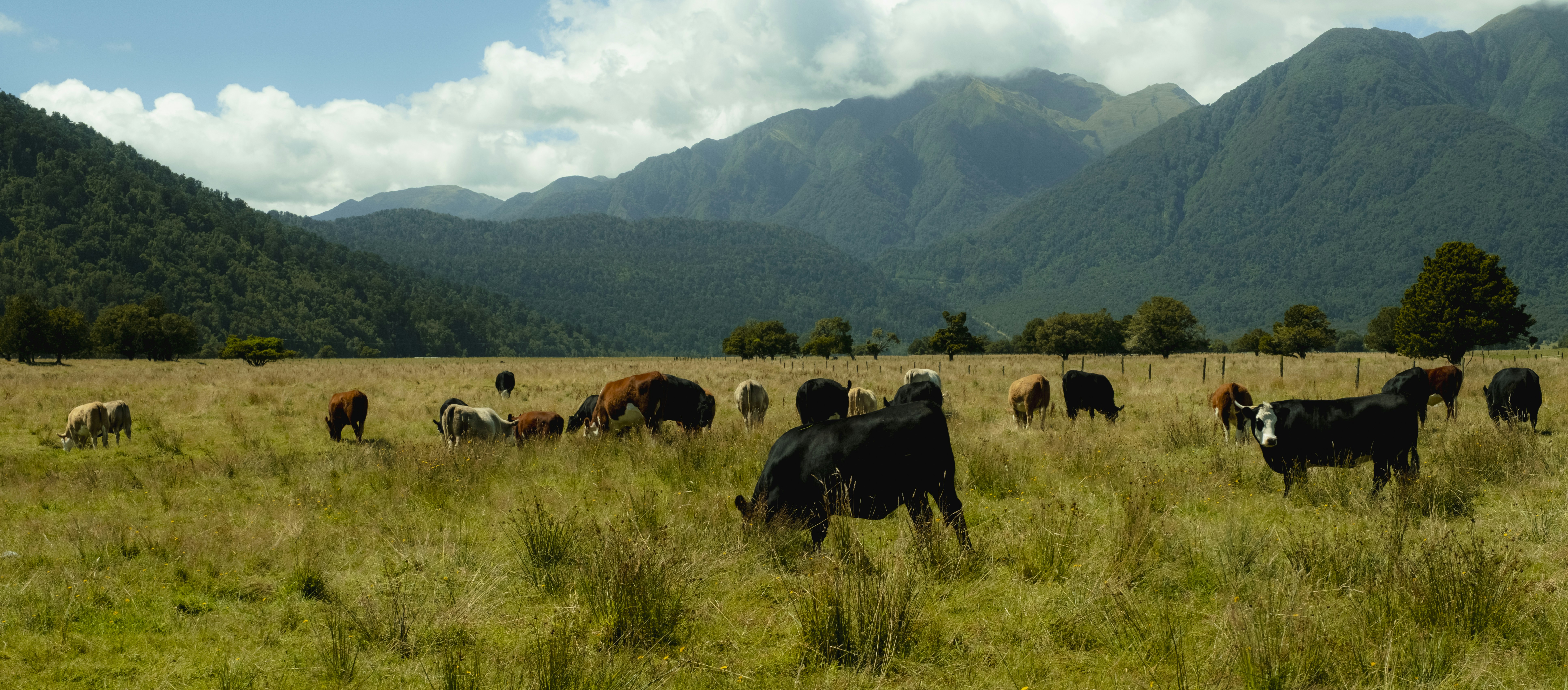 Pasture Chorus under a Valley Horizon