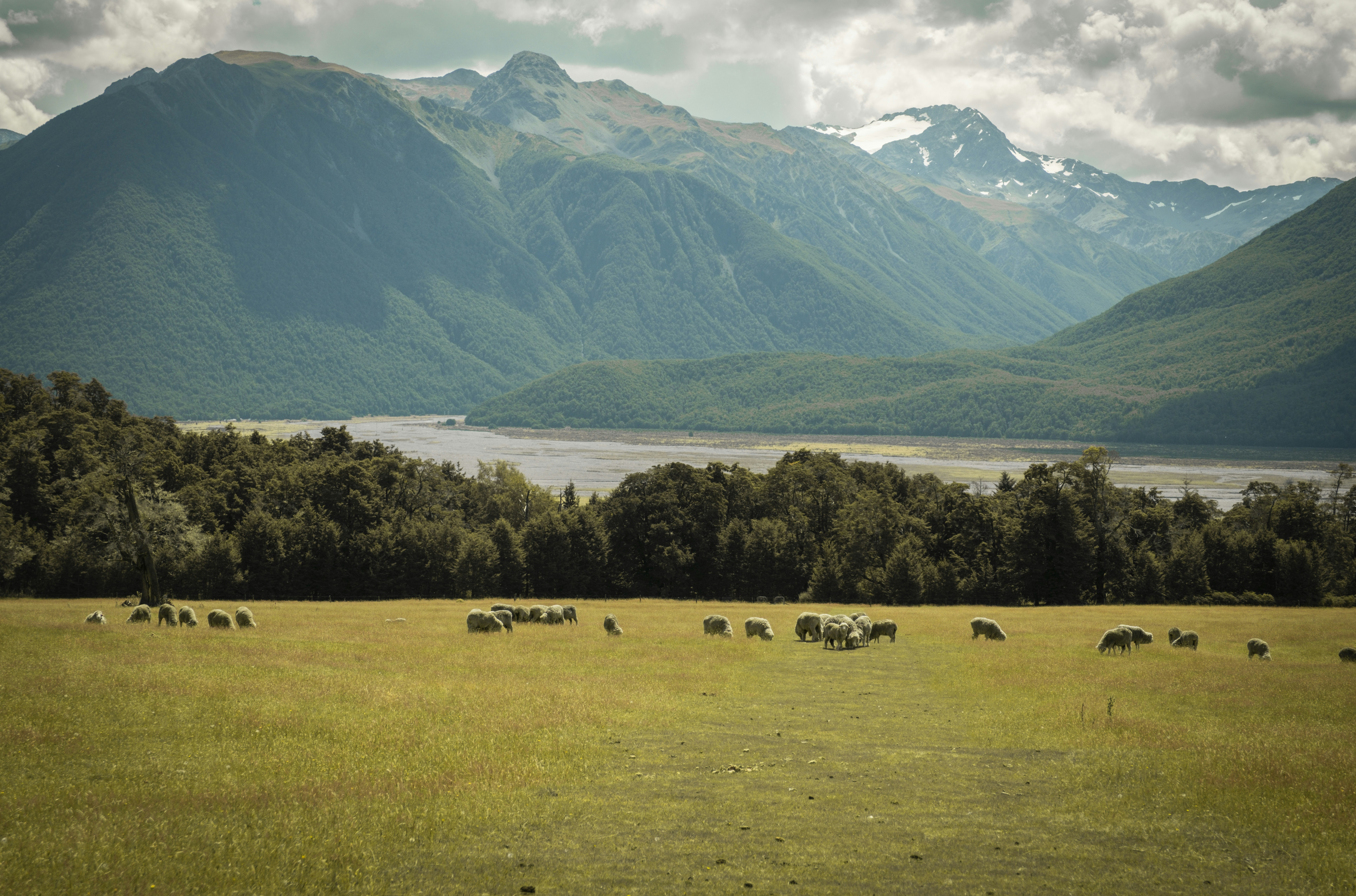 Grazing Lawn Beneath Majestic Alpine Backdrop