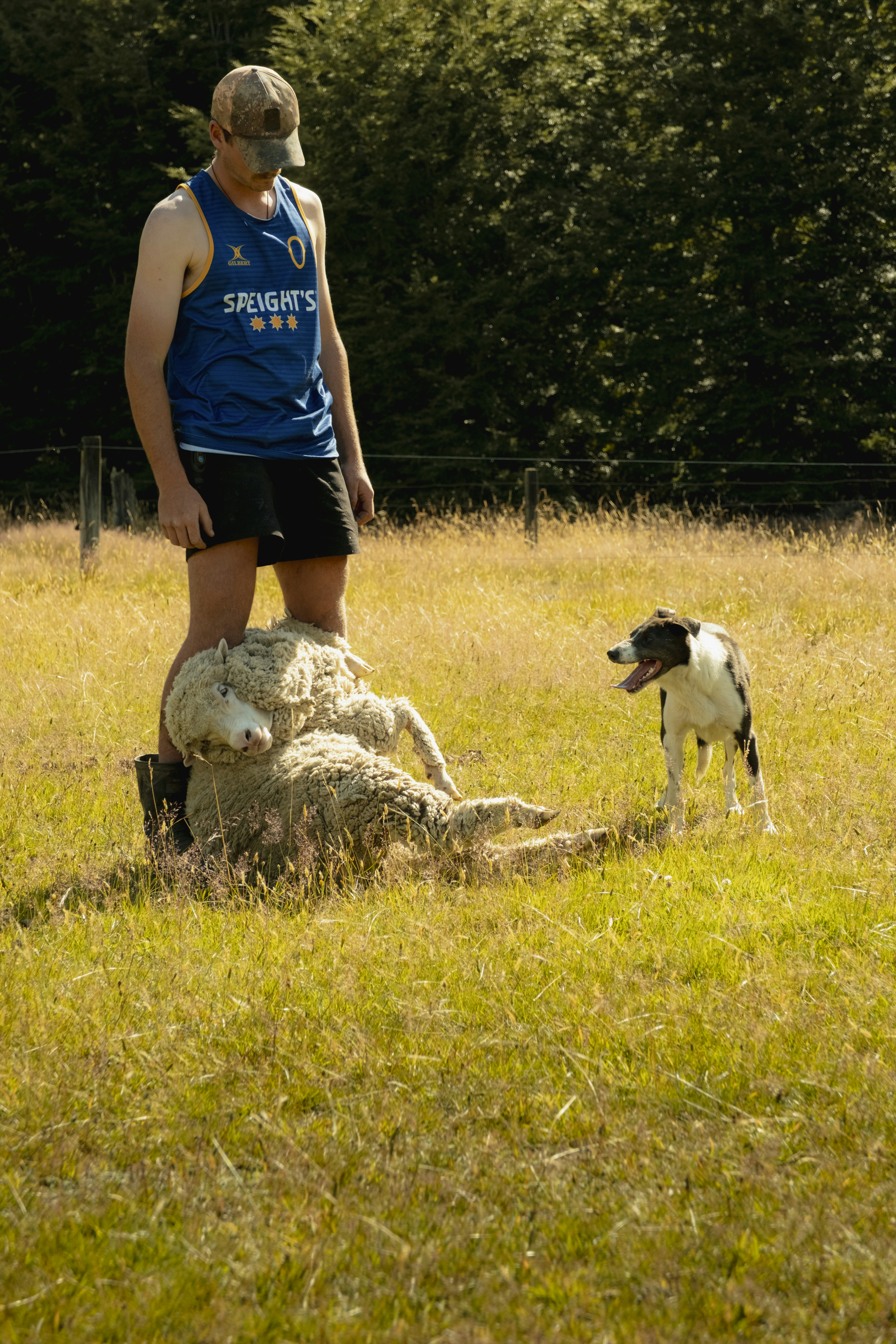 Farmer in Blue Tank Top Oversee a Playful Sheep and Dog in Sunlit Field
