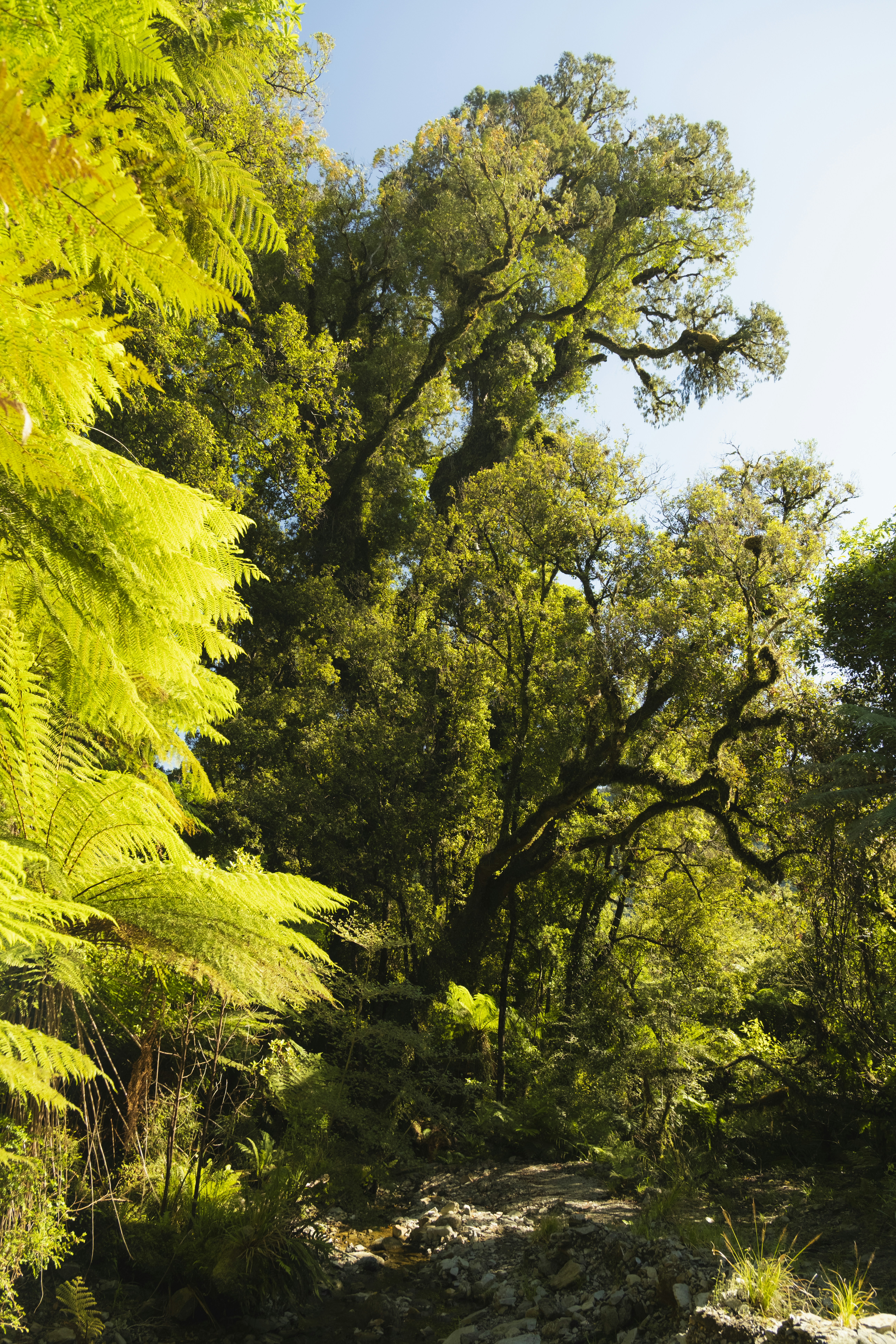 Sunlit Fern Canopy Over a Forest Path