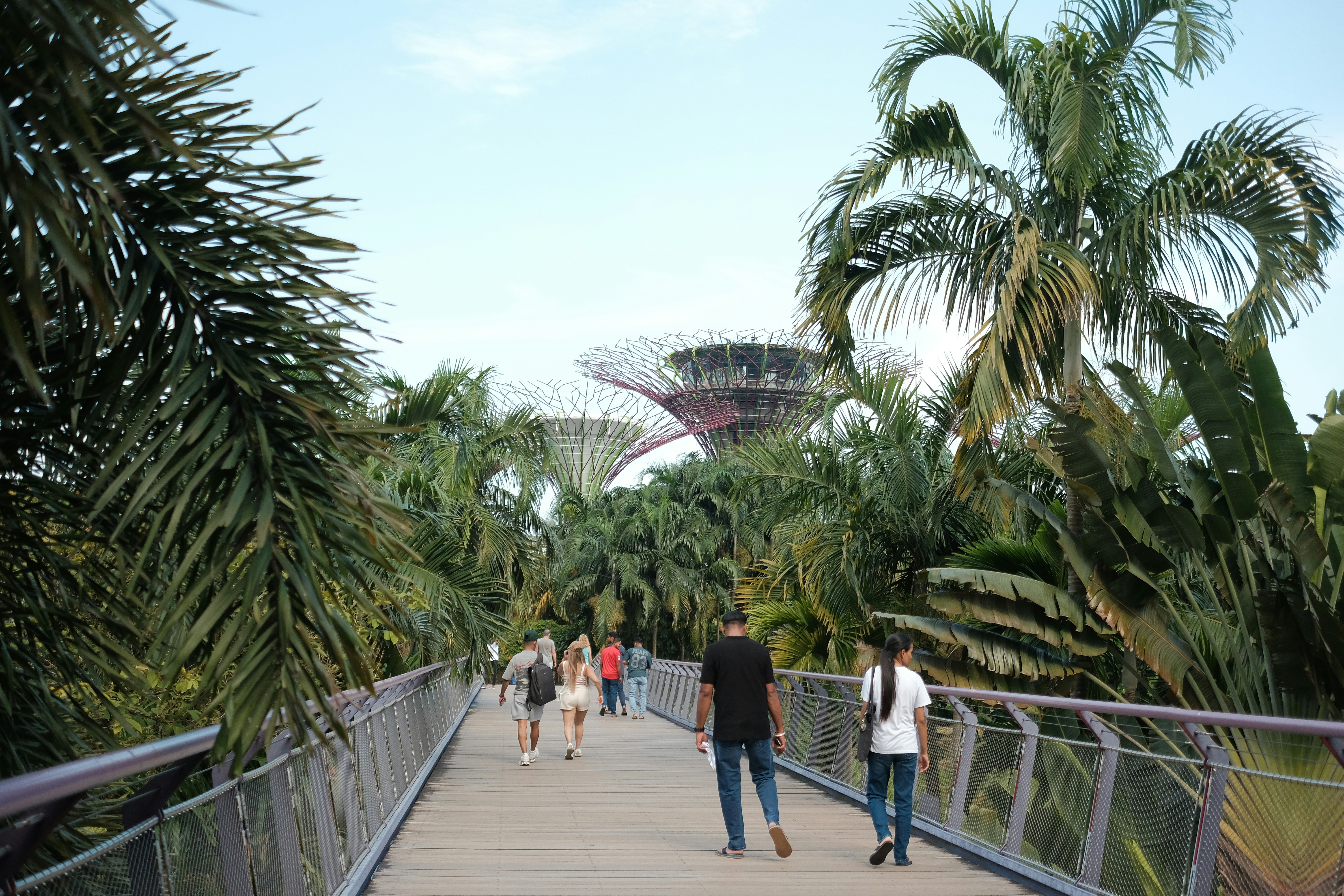Pathway Through a Tangled Oasis Toward the Dome Arbor