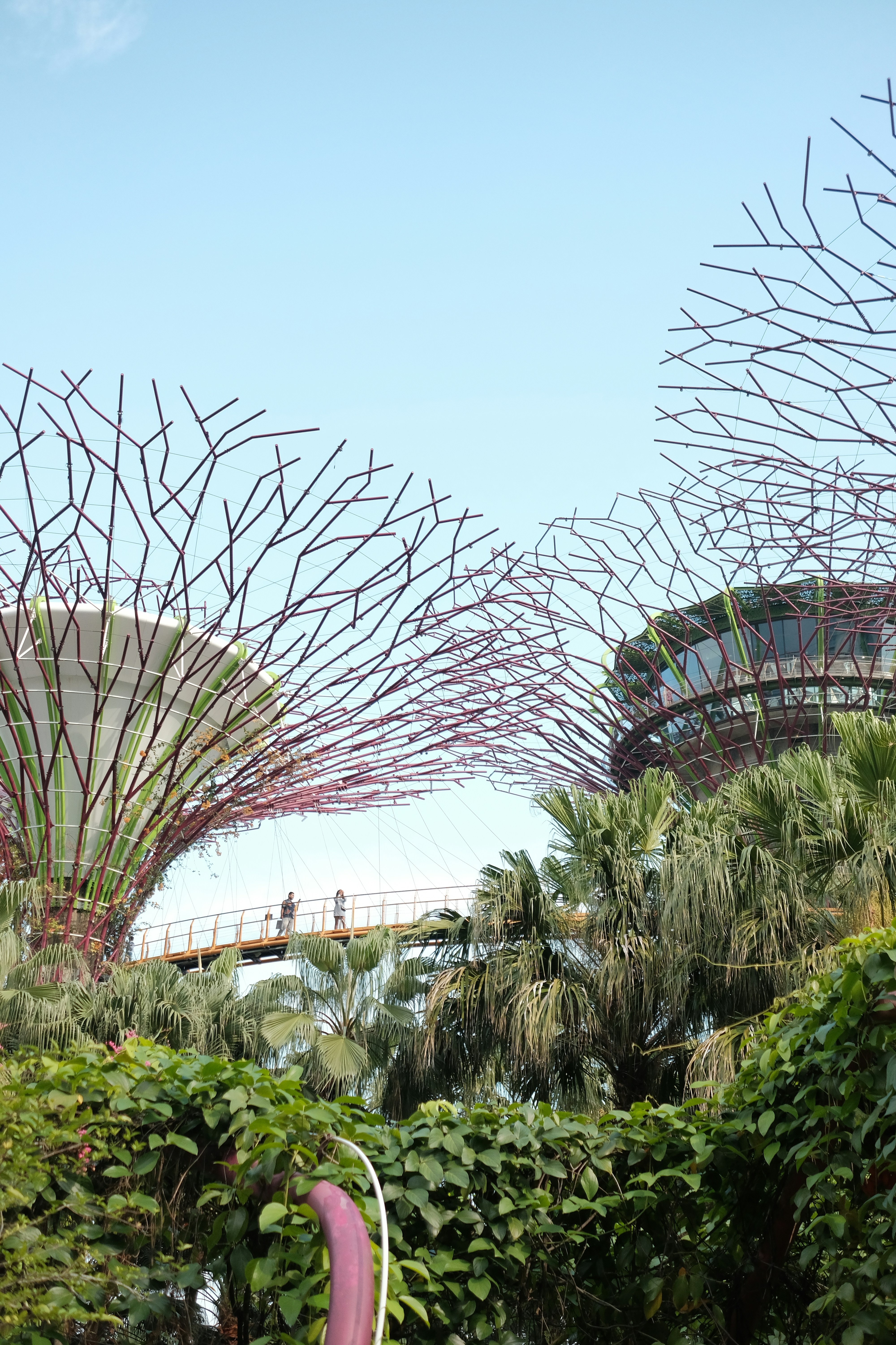 Red-Branch Canopy Overlooking a Sky-Soaked Atrium