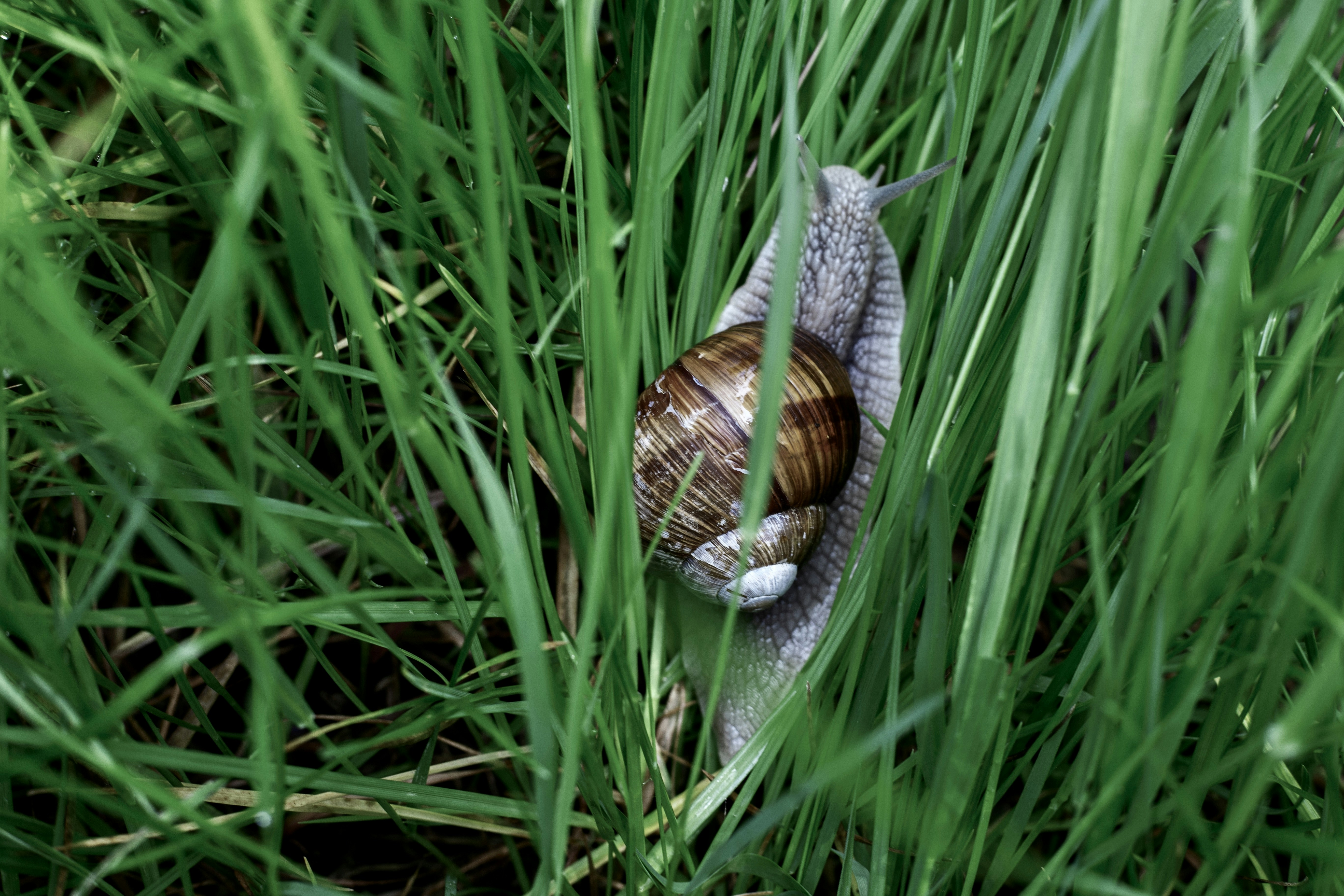 Hidden Spiral: A Snail Resting Amid Emerald Grass
