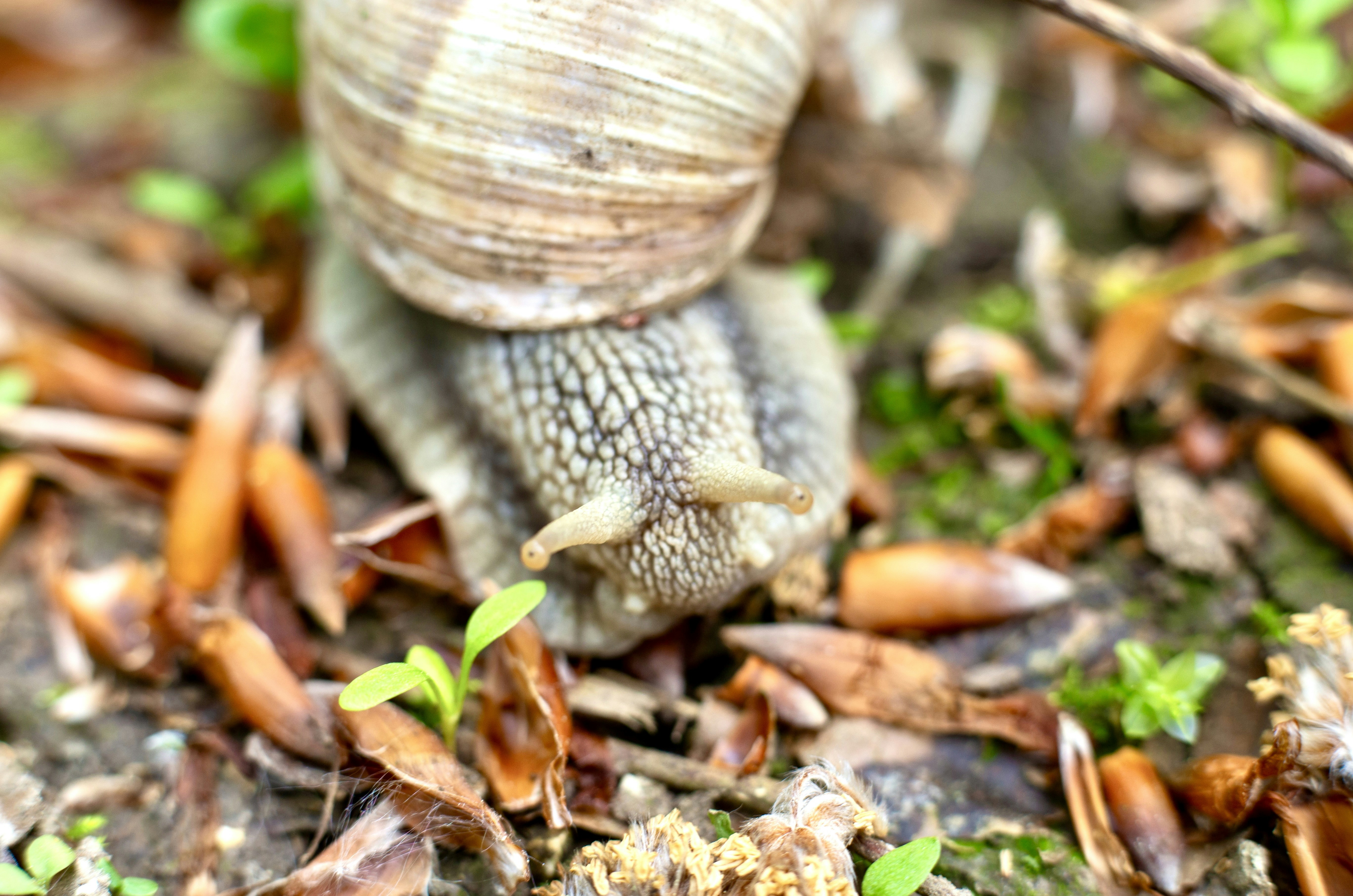 Close-up of a Snail's Stomping Path: Moss and Leaf Litter Under a Worn Shell