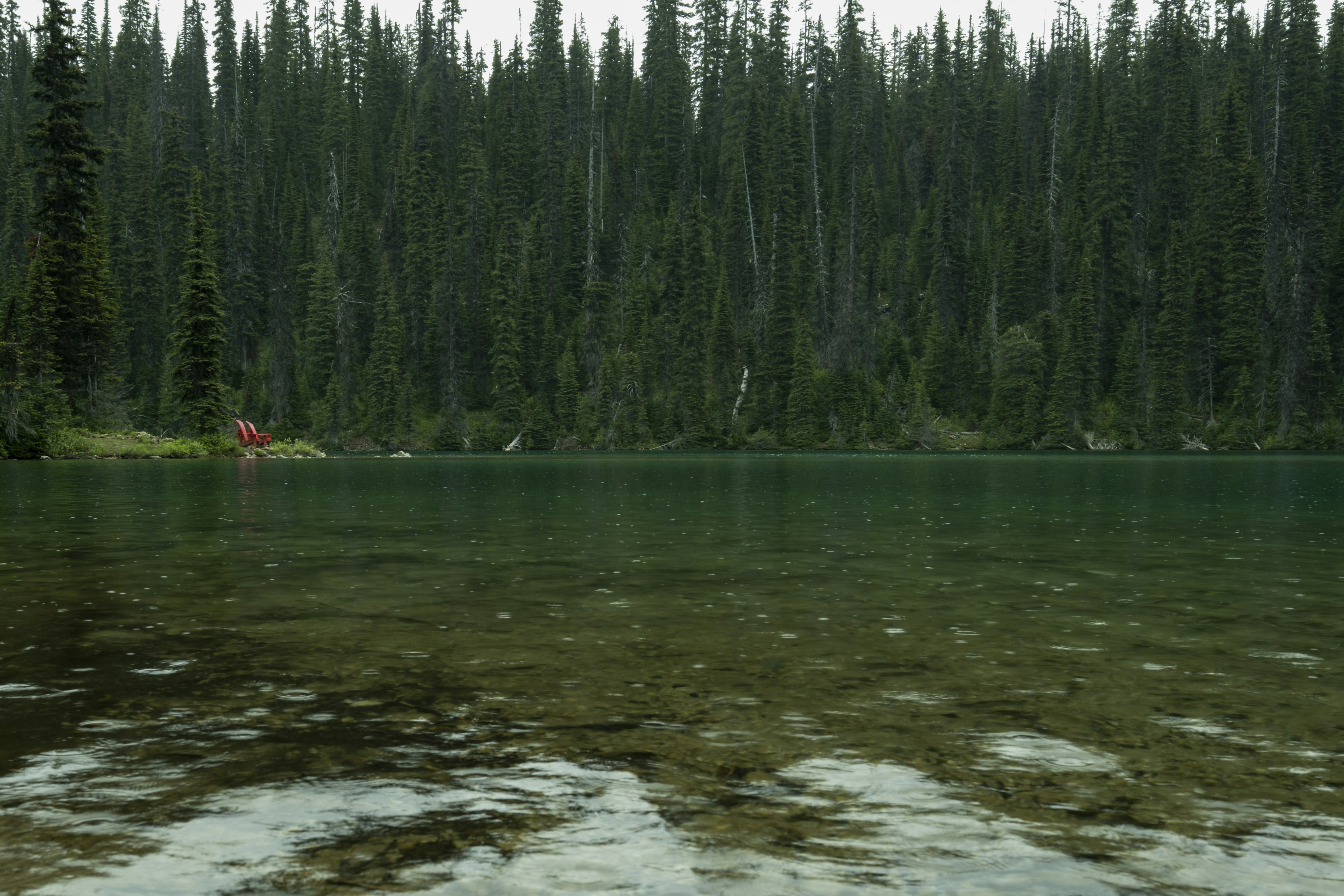 Forest-edge Lake: Quiet Green Mirror at Dusk