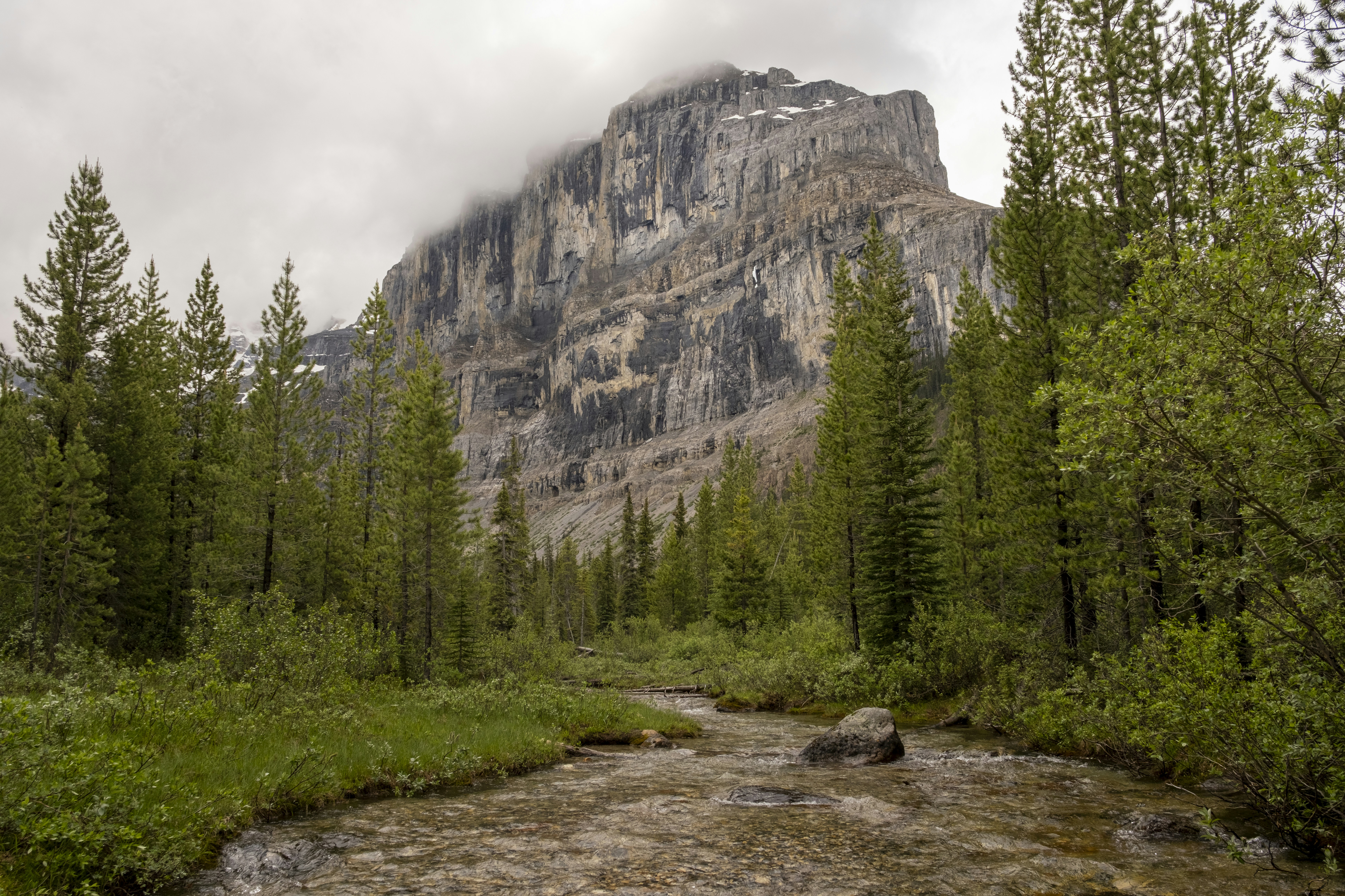 Forest River Quest Under a Looming Peak