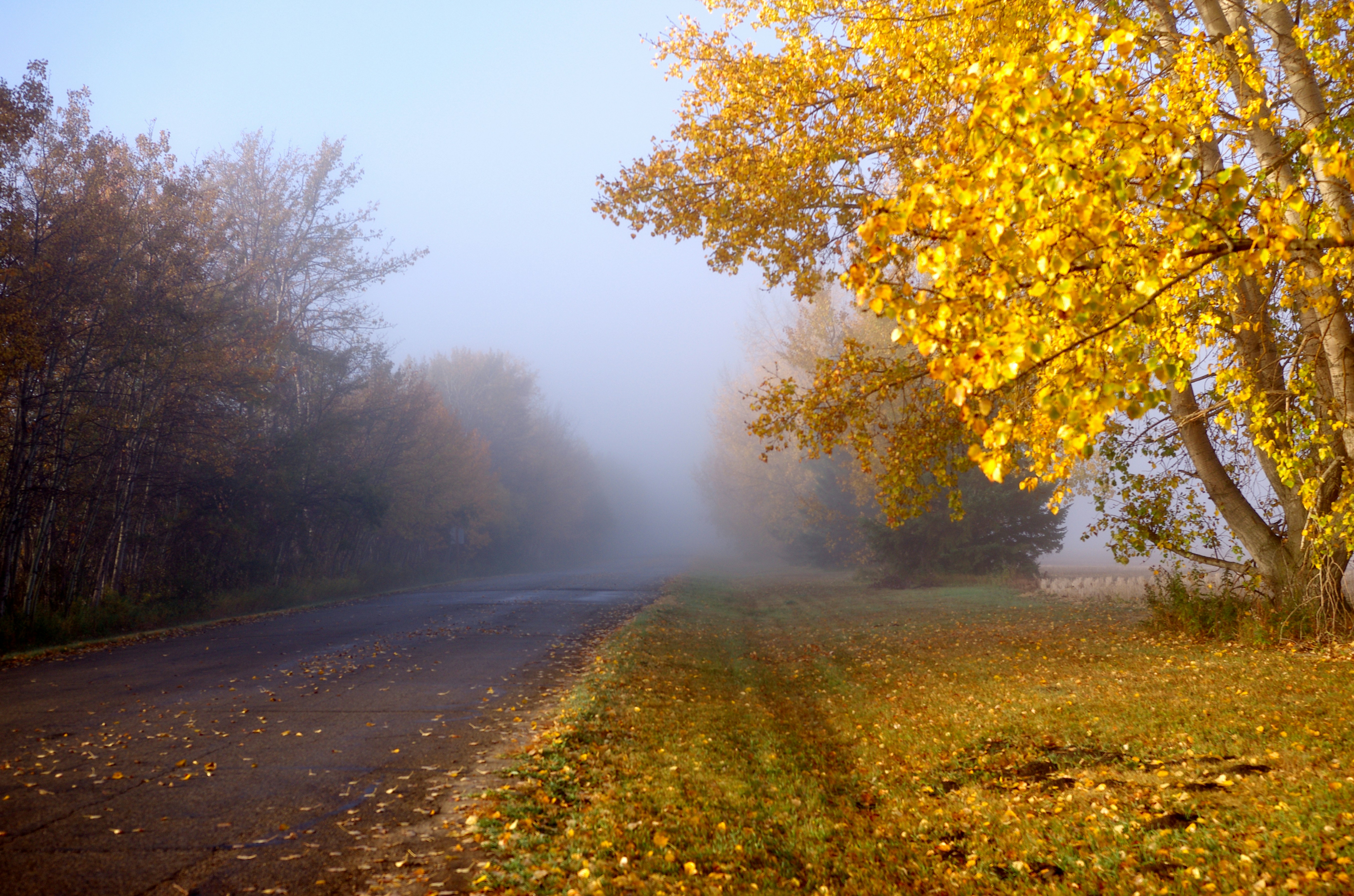 Autumn Road in Mist: A Silent Morning Between Gold and Gray