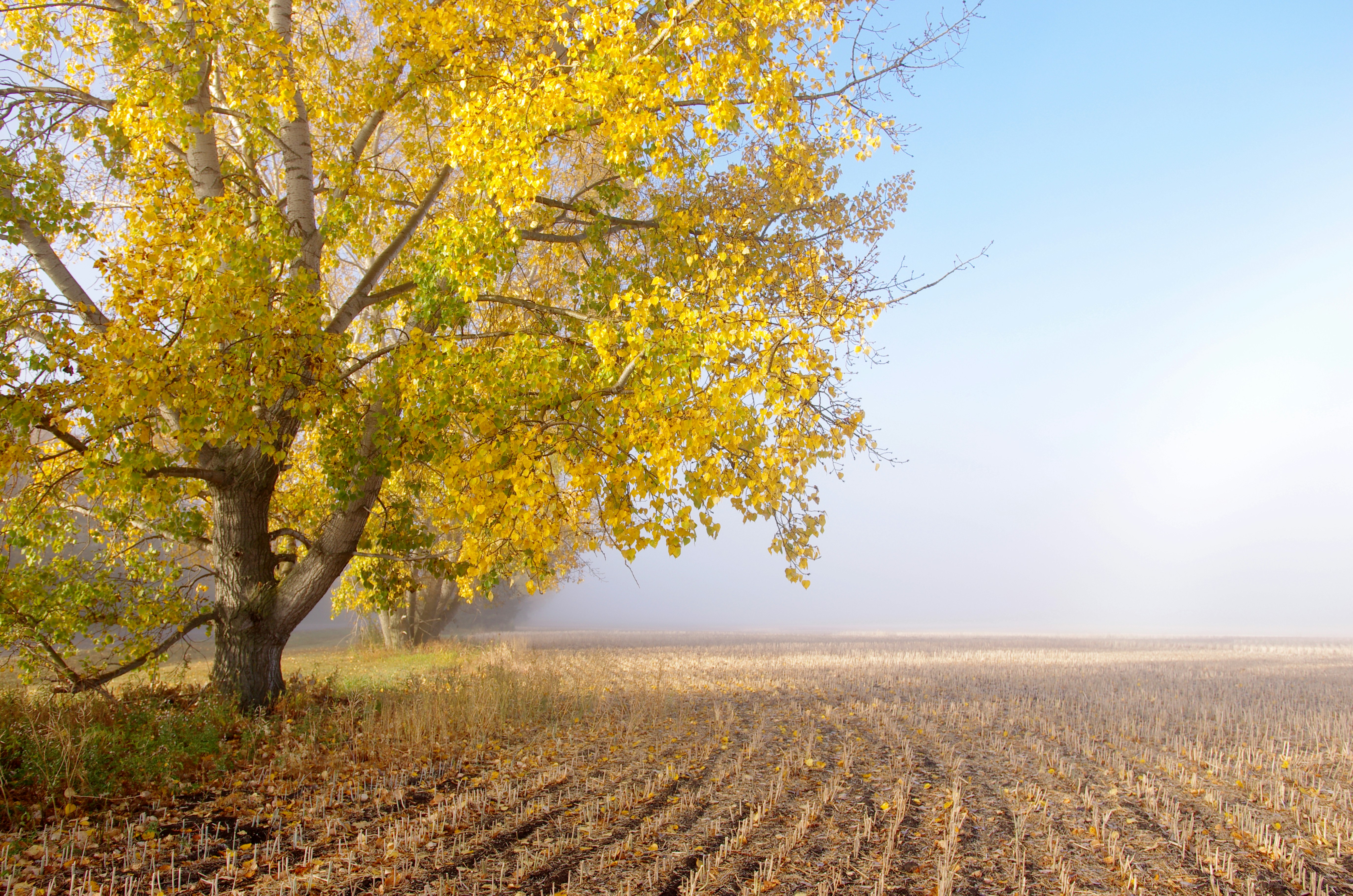 Autumn Tree at Edge of Fog-Burnished Field