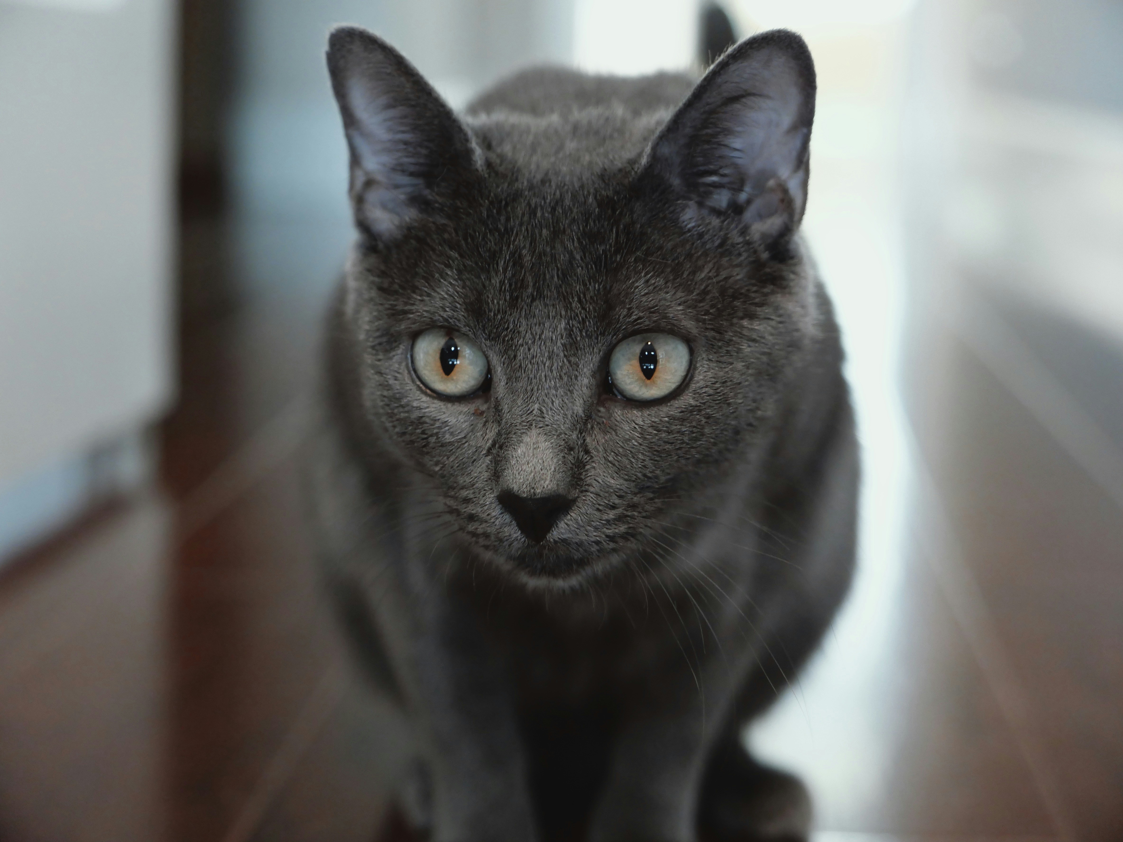 Focused Gaze: A Gray Cat Stares Down the Lens