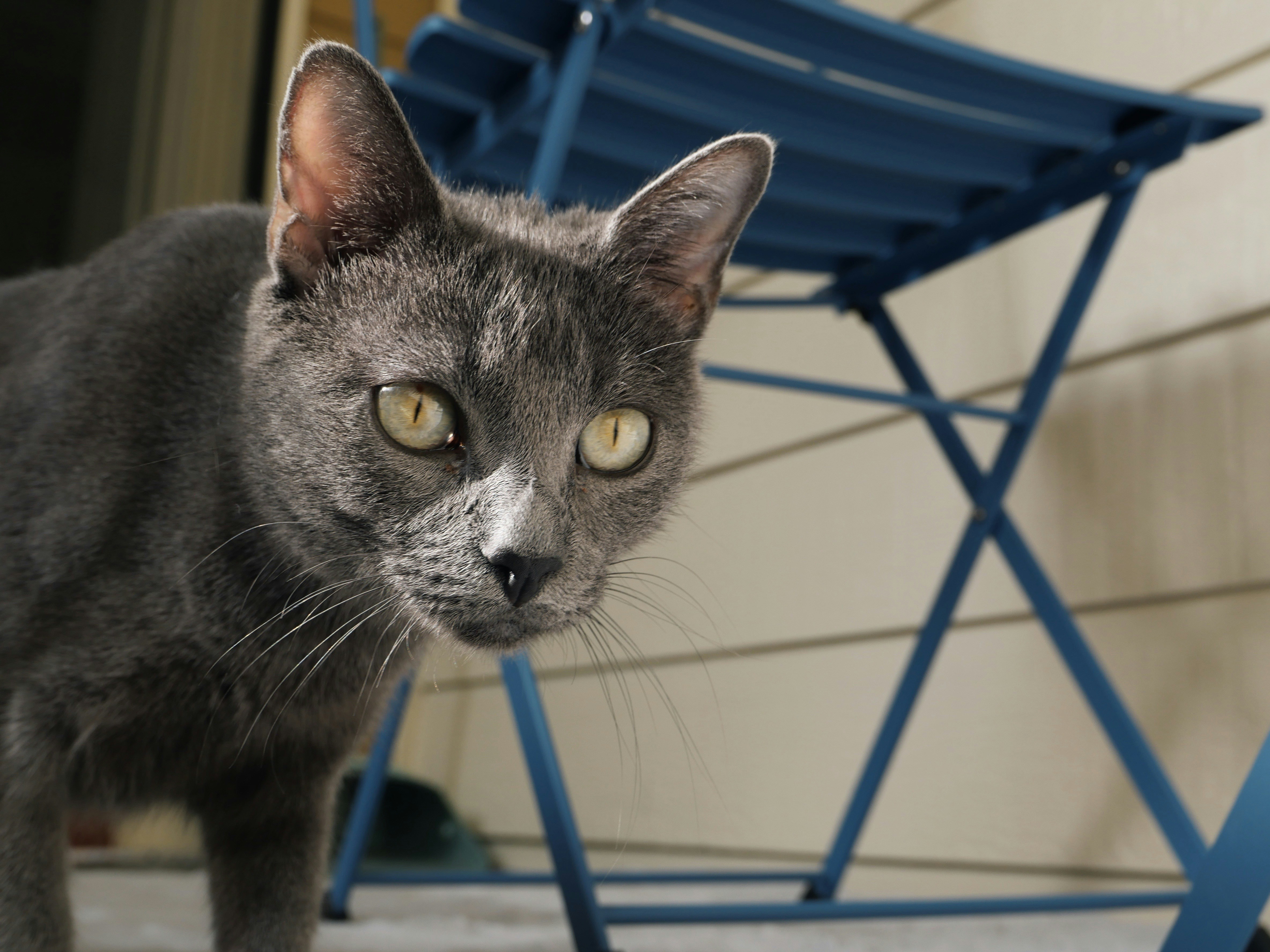 Curious Cat on a Blue Patio: Focused Gaze by the Chair