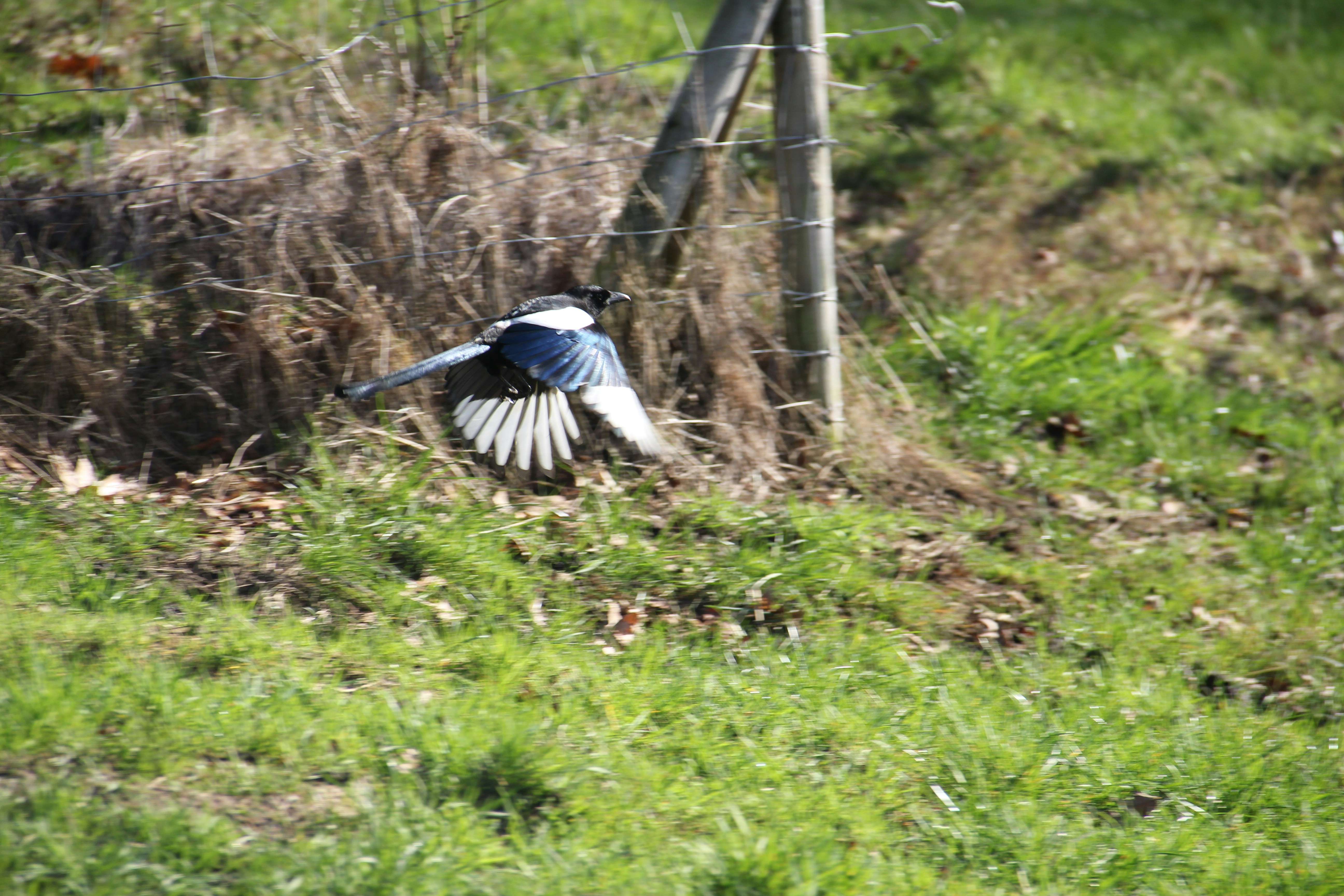 Winged Breakaway: A Budding Blue-Gray Bird in Flight