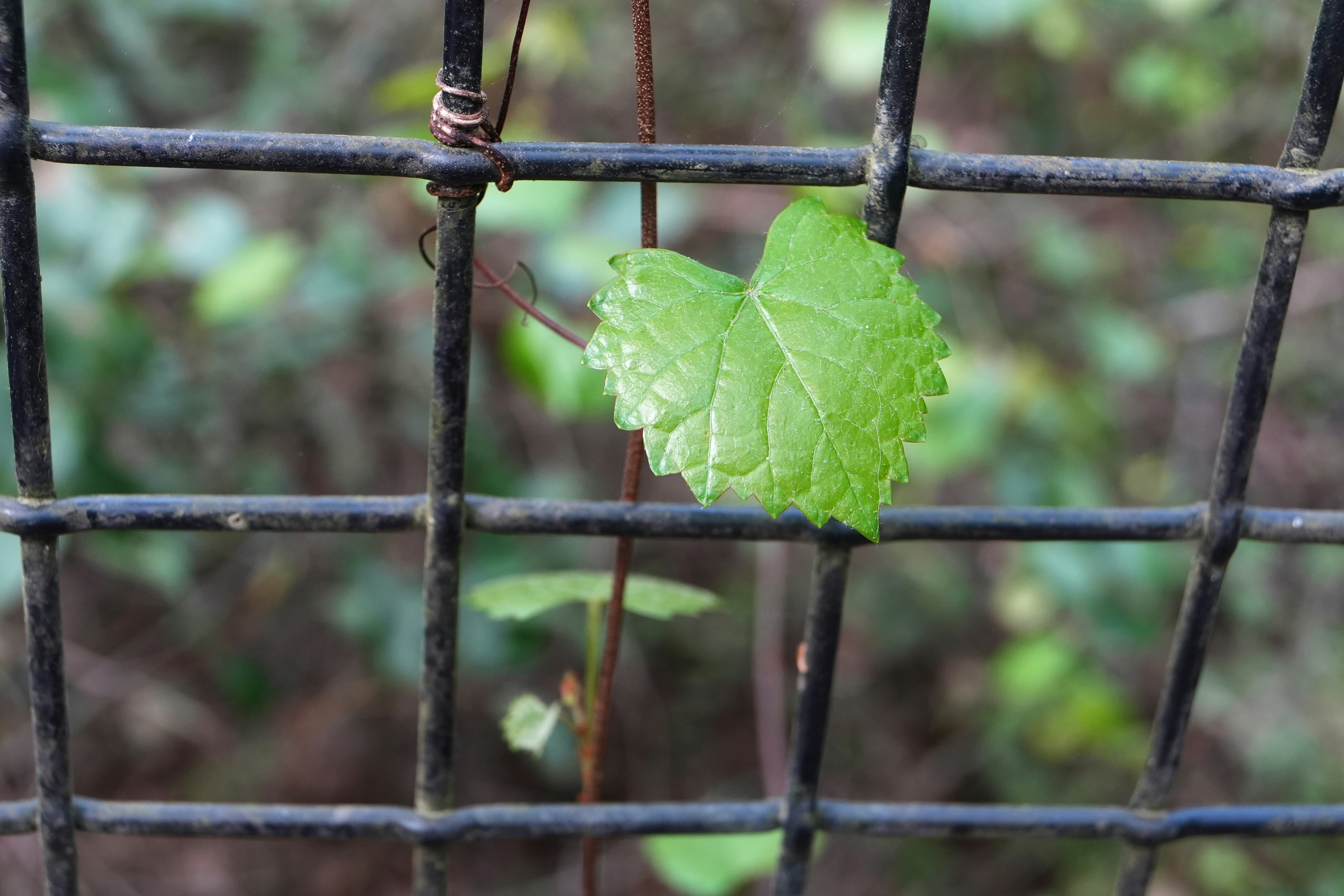 Green Leaf Adheres to Cold Wire Mesh: A Quiet Moment in a Foliage Fence