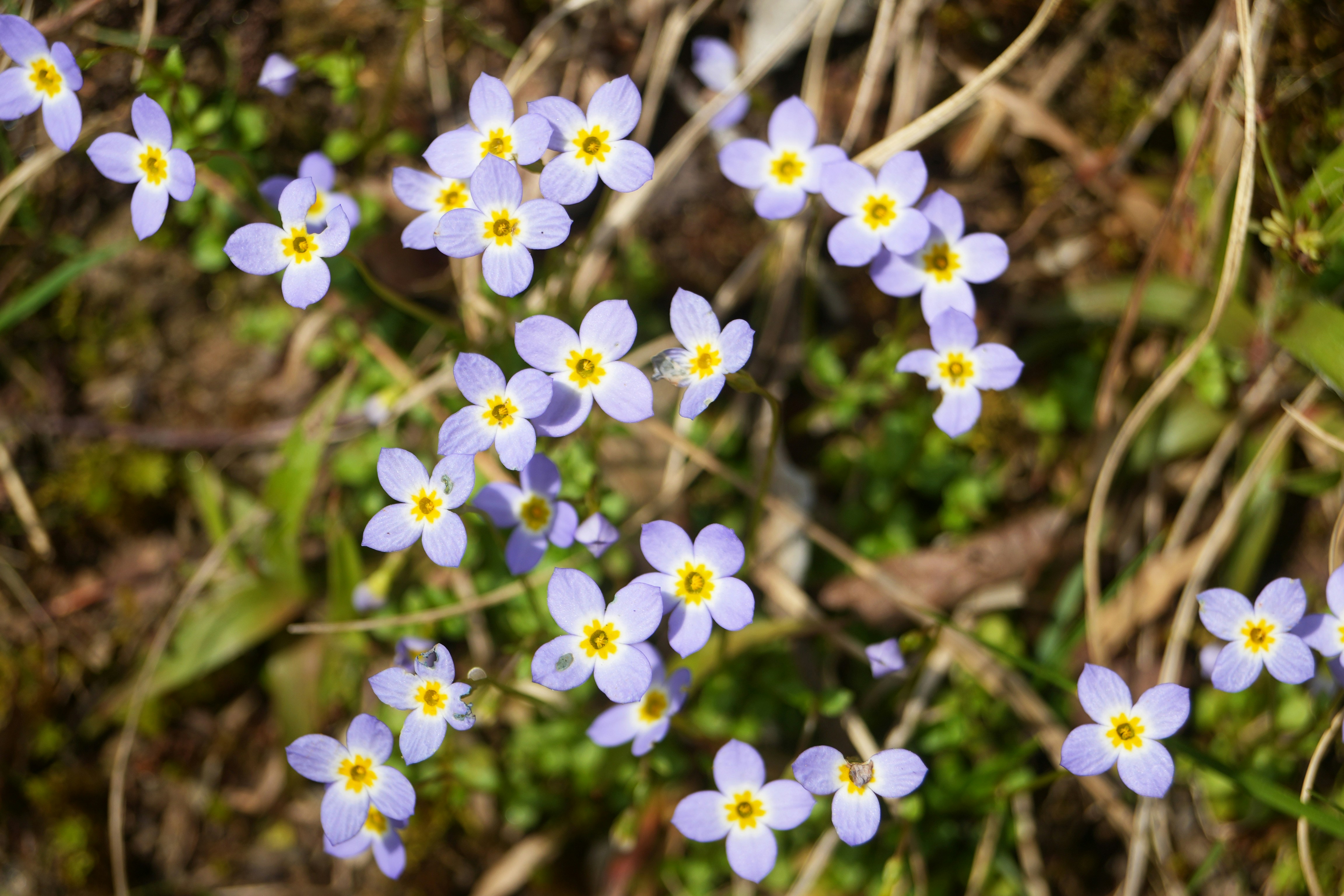 Purple Miniflora Meadow: A Burst of Tiny Violet Blooms