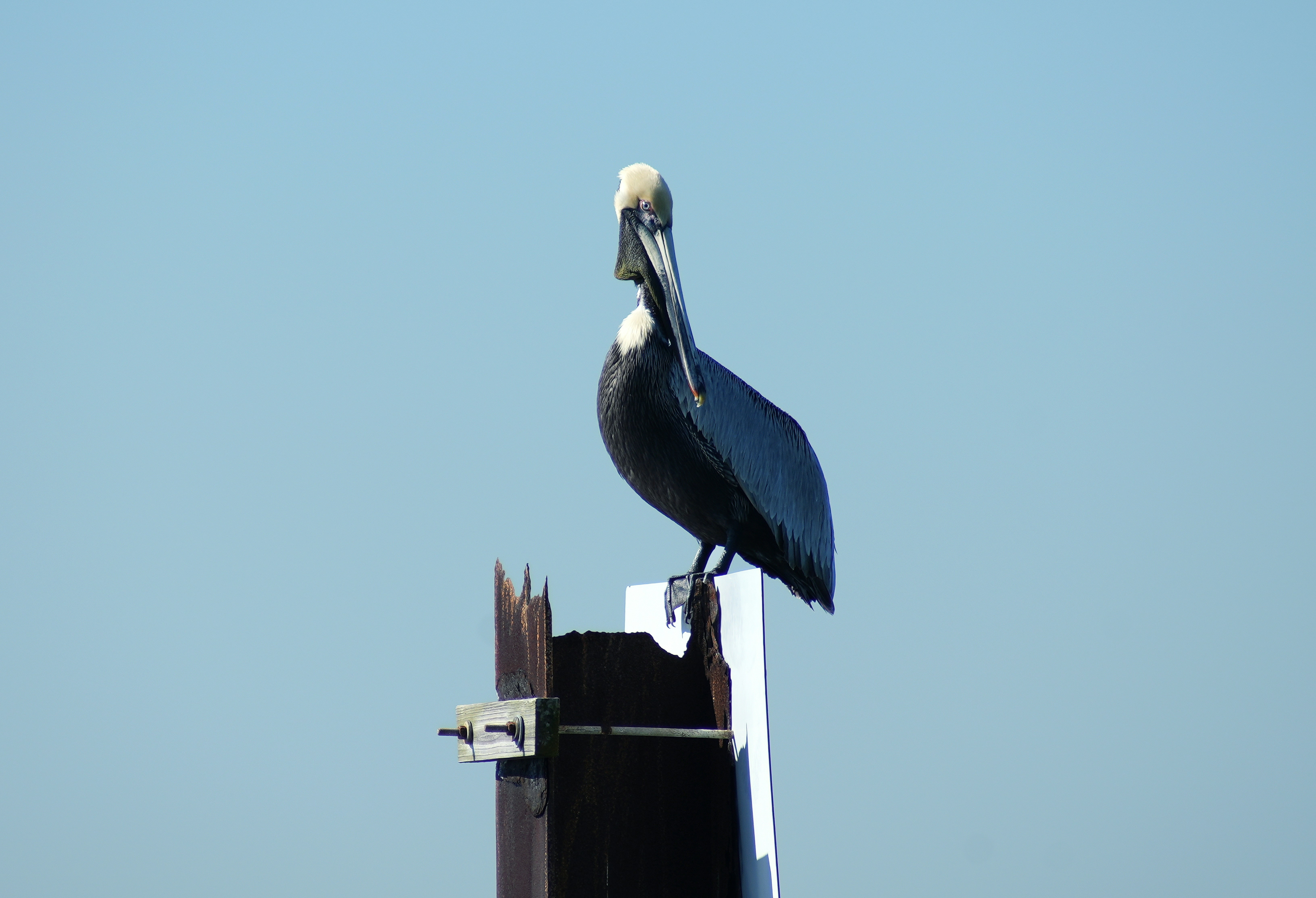 Perched Pelican on a Weathered Post against a Quiet Blue Sky