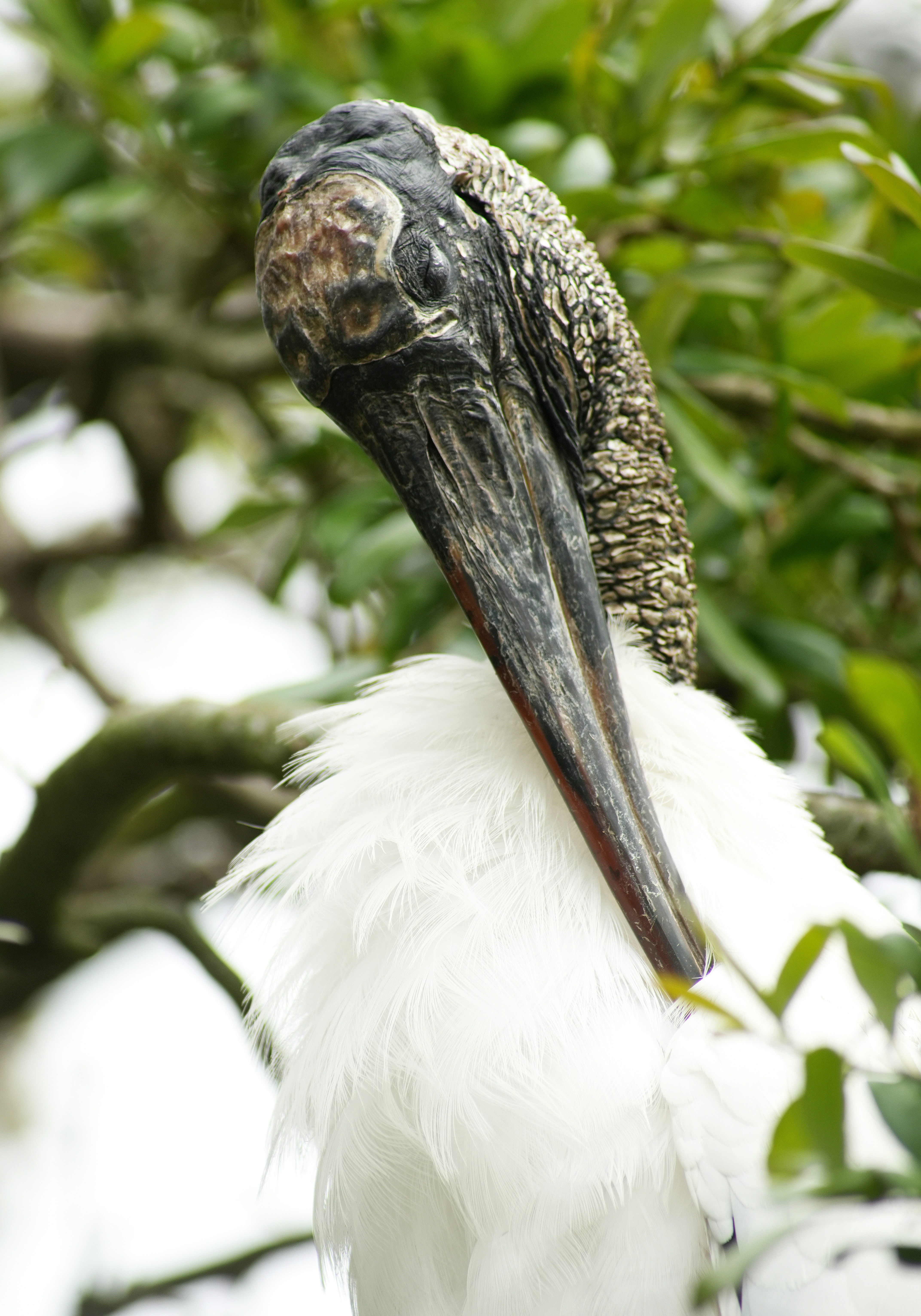Close-Up of a Crested-Headed Pelican in Foliage