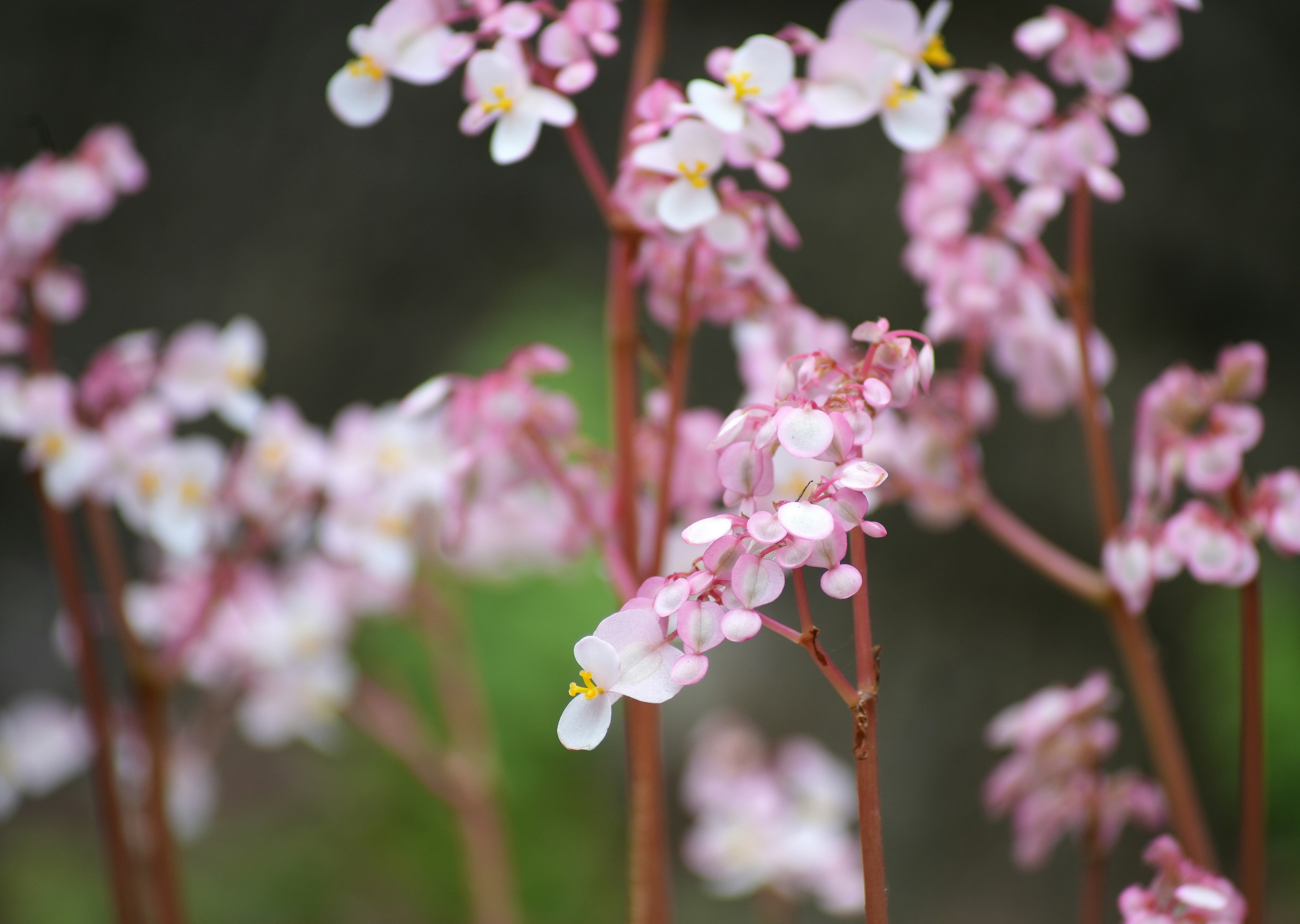 Gentle Pink Orchids: Delicate Stems in Soft Focus