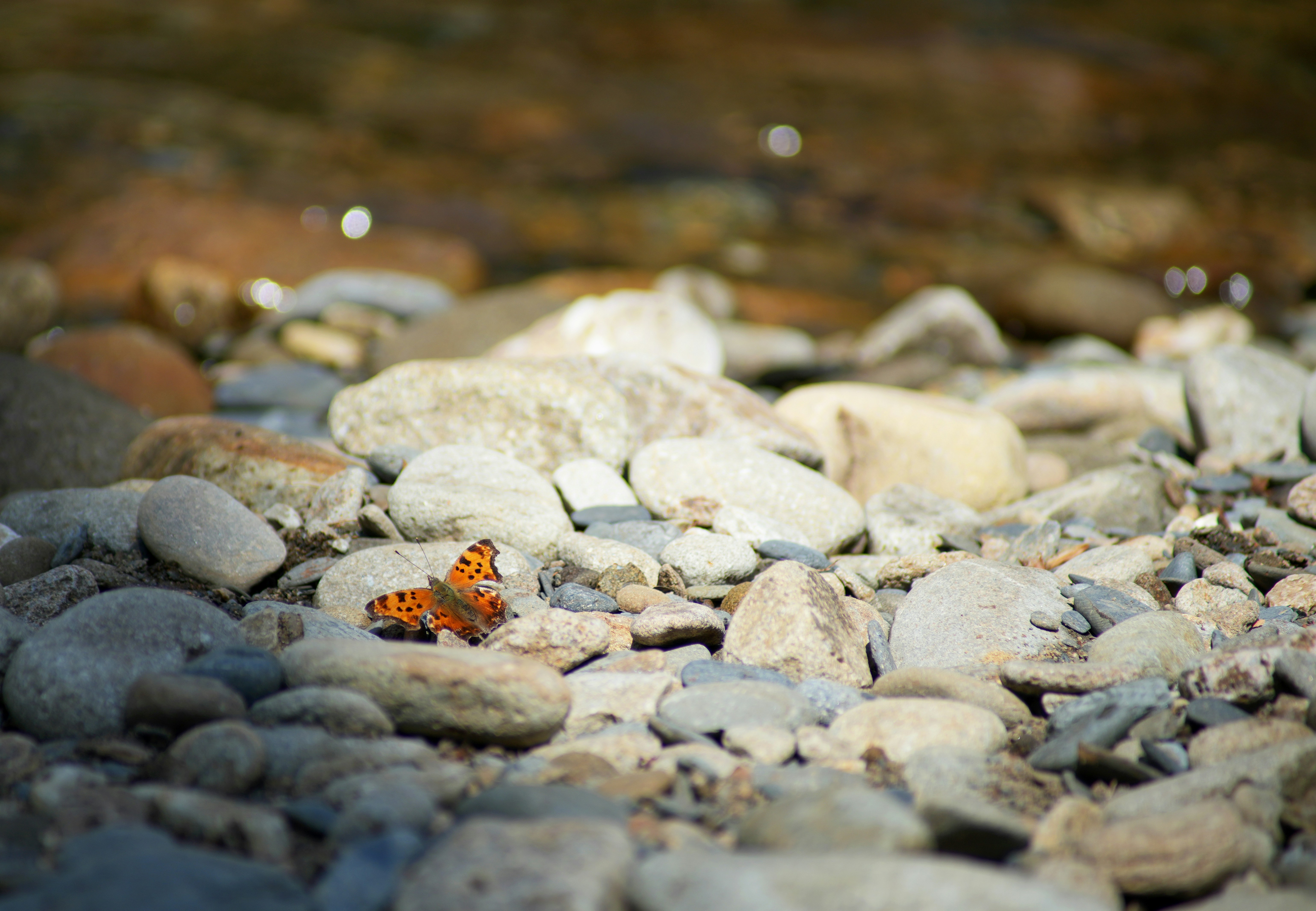Bright Butterfly on Pebble Bed by Quiet Water