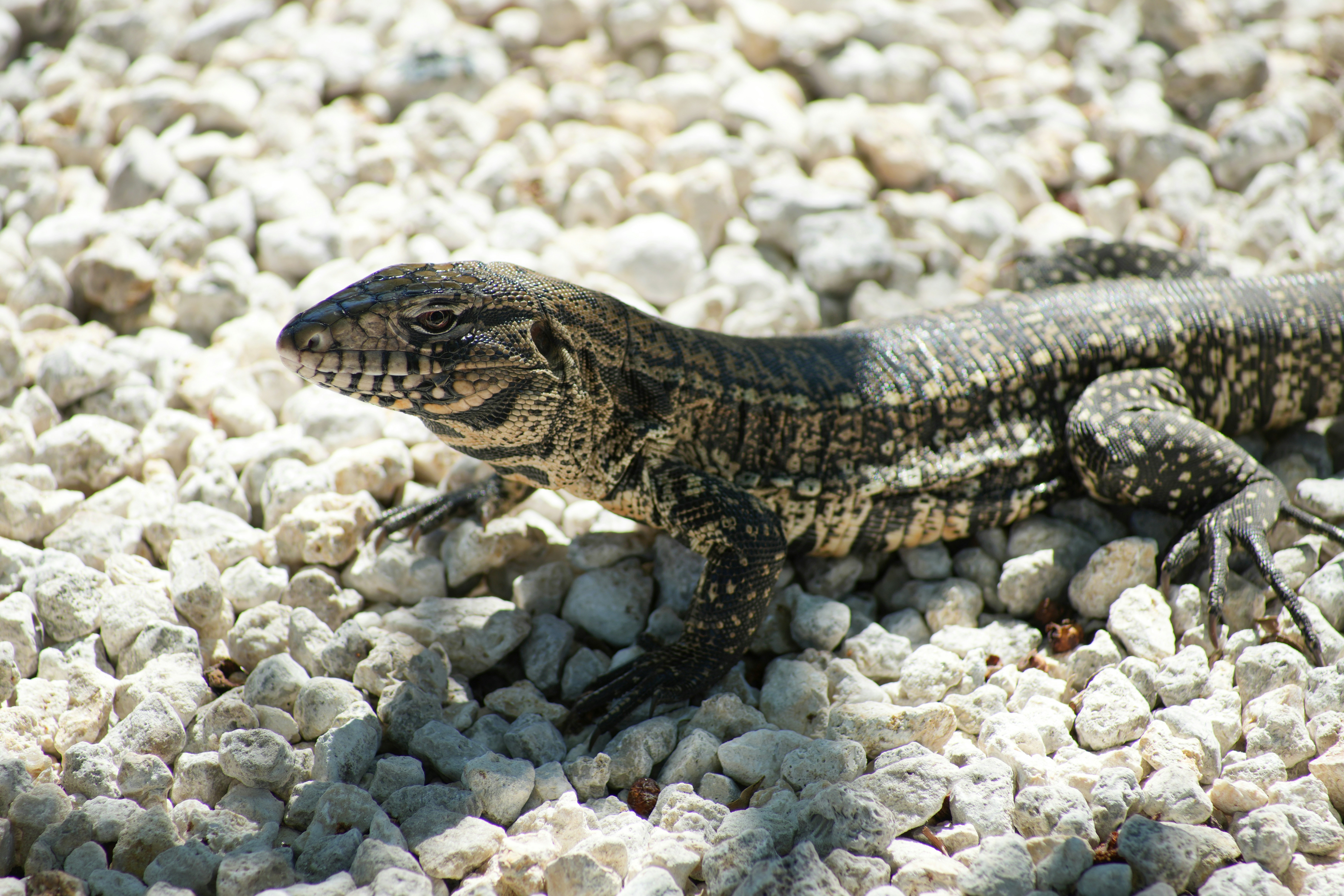 Desert-scaled Watcher: A Lizard Patrols a Stony Stream Bed