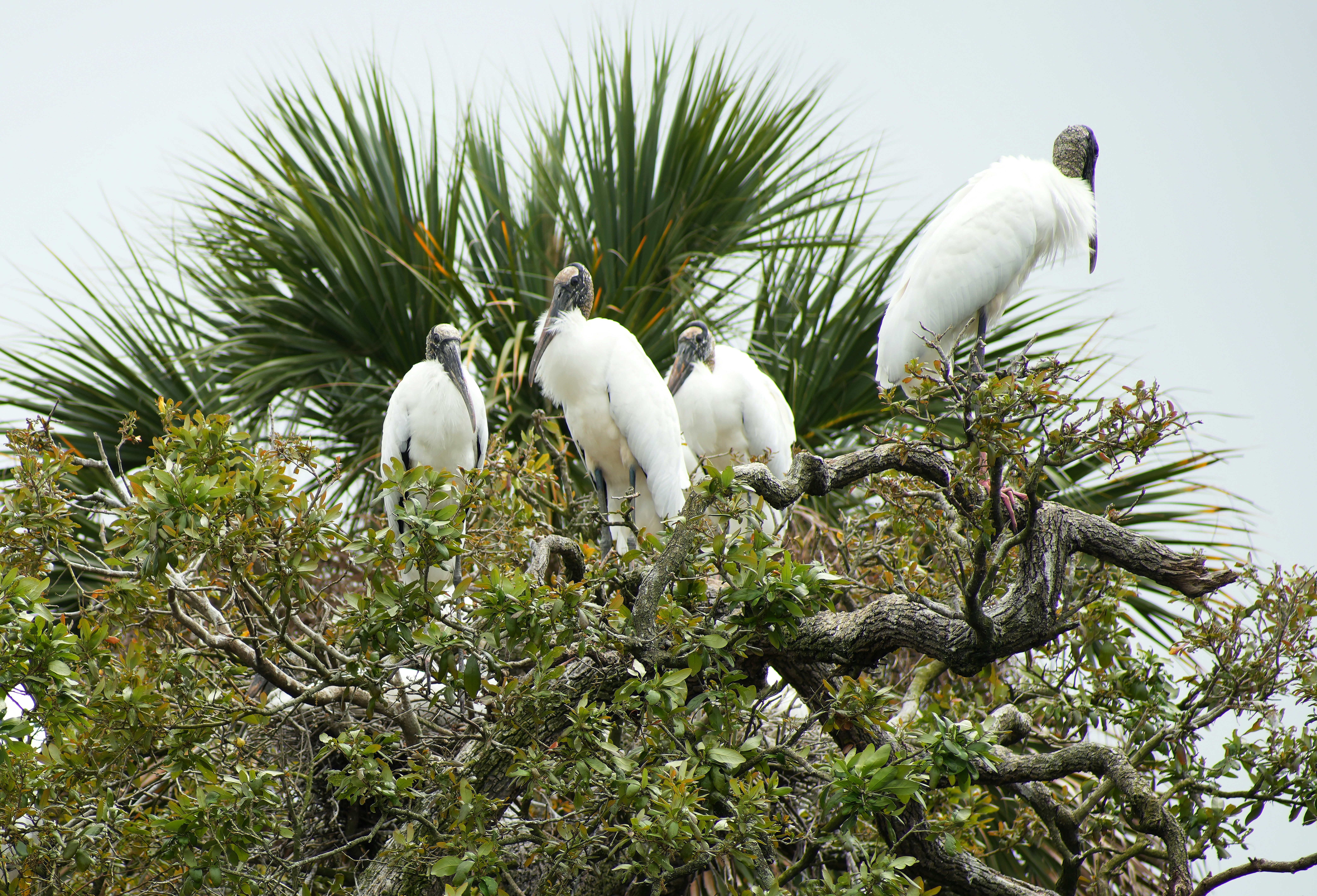 Perched ibis on a windswept coastal tree