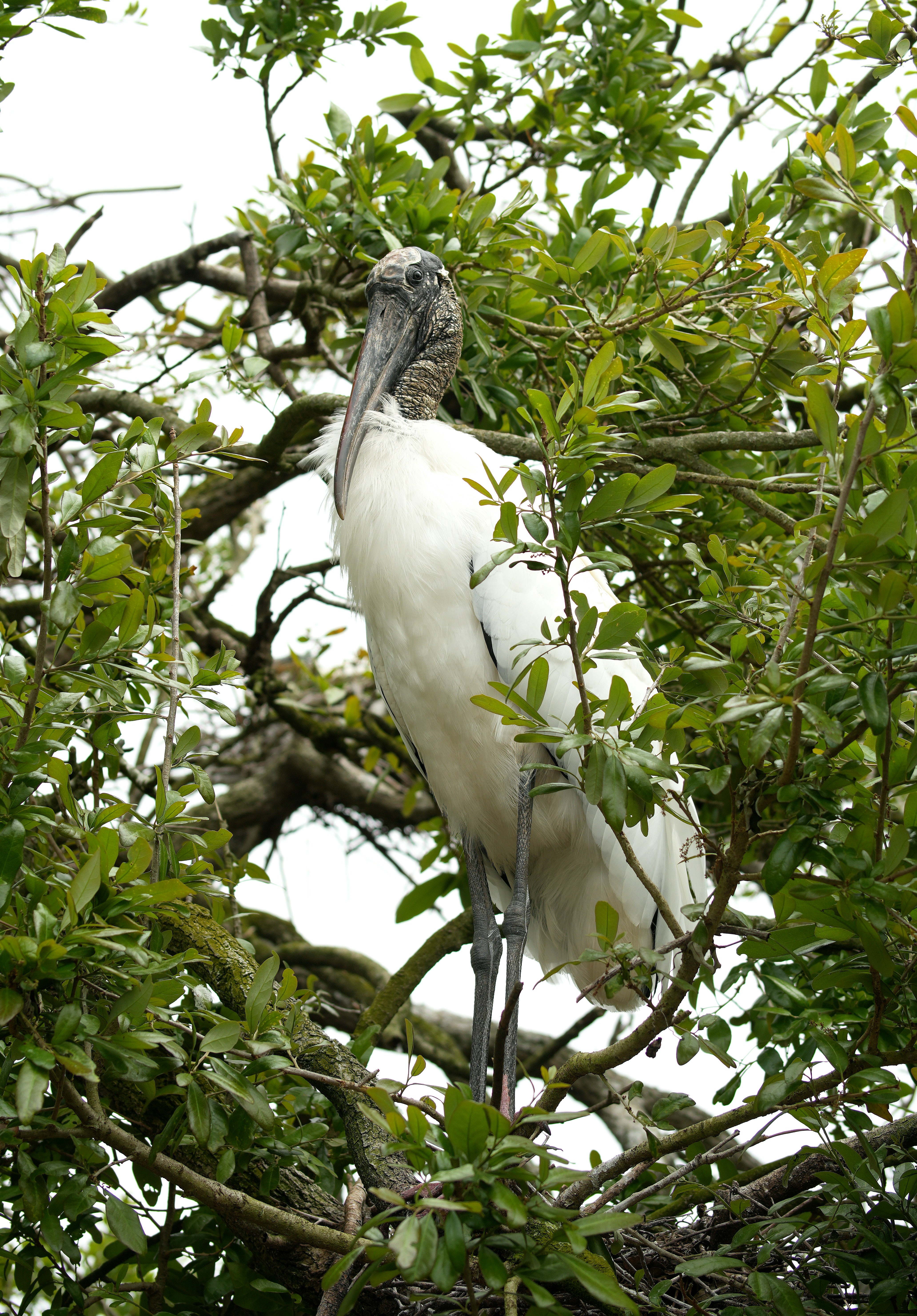 Silent Arboreal Sentinel: a wading heron perched among leafy branches