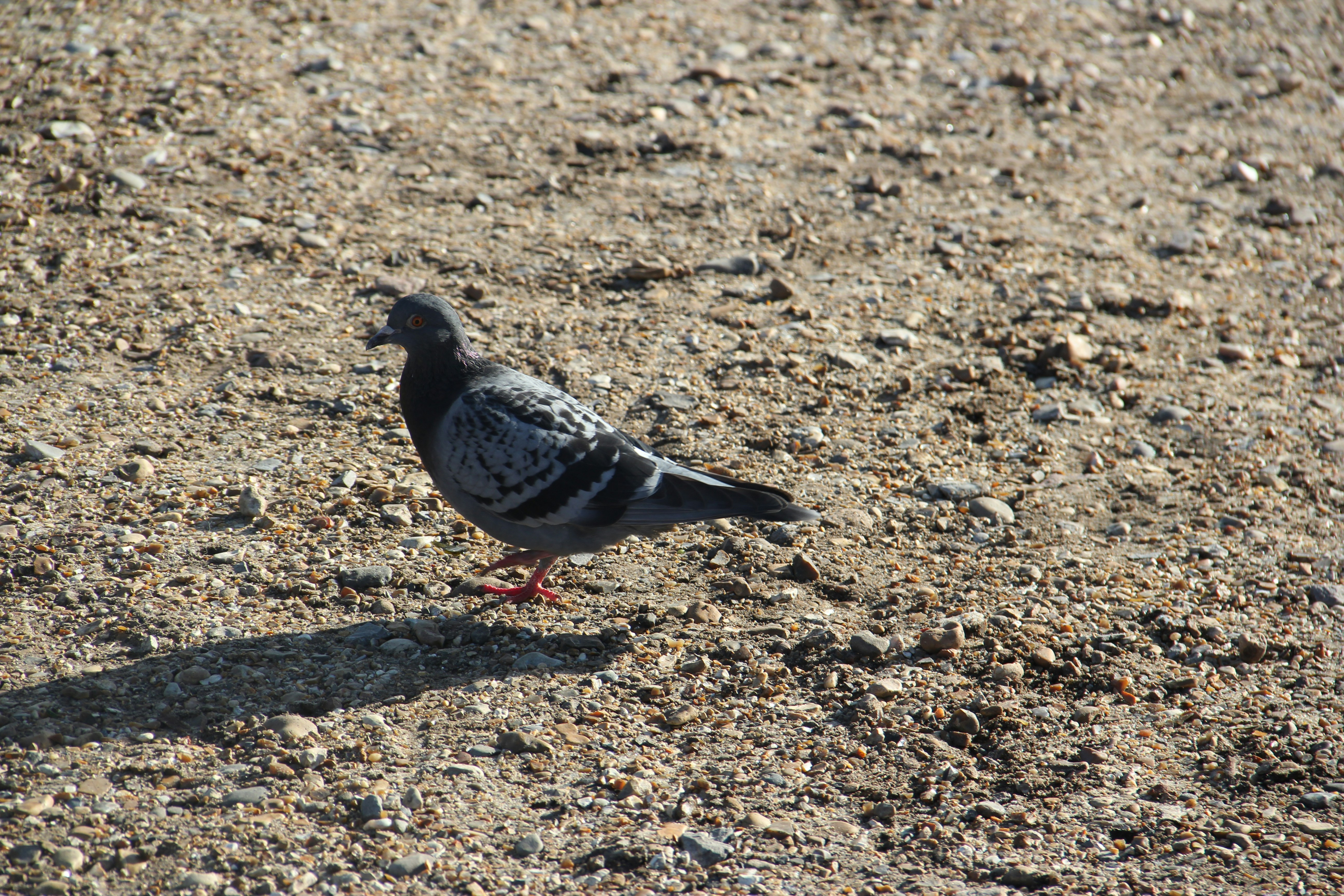 Pigeon Stride Across Gravel: A solitary bird in a sunlit, pebbled expanse