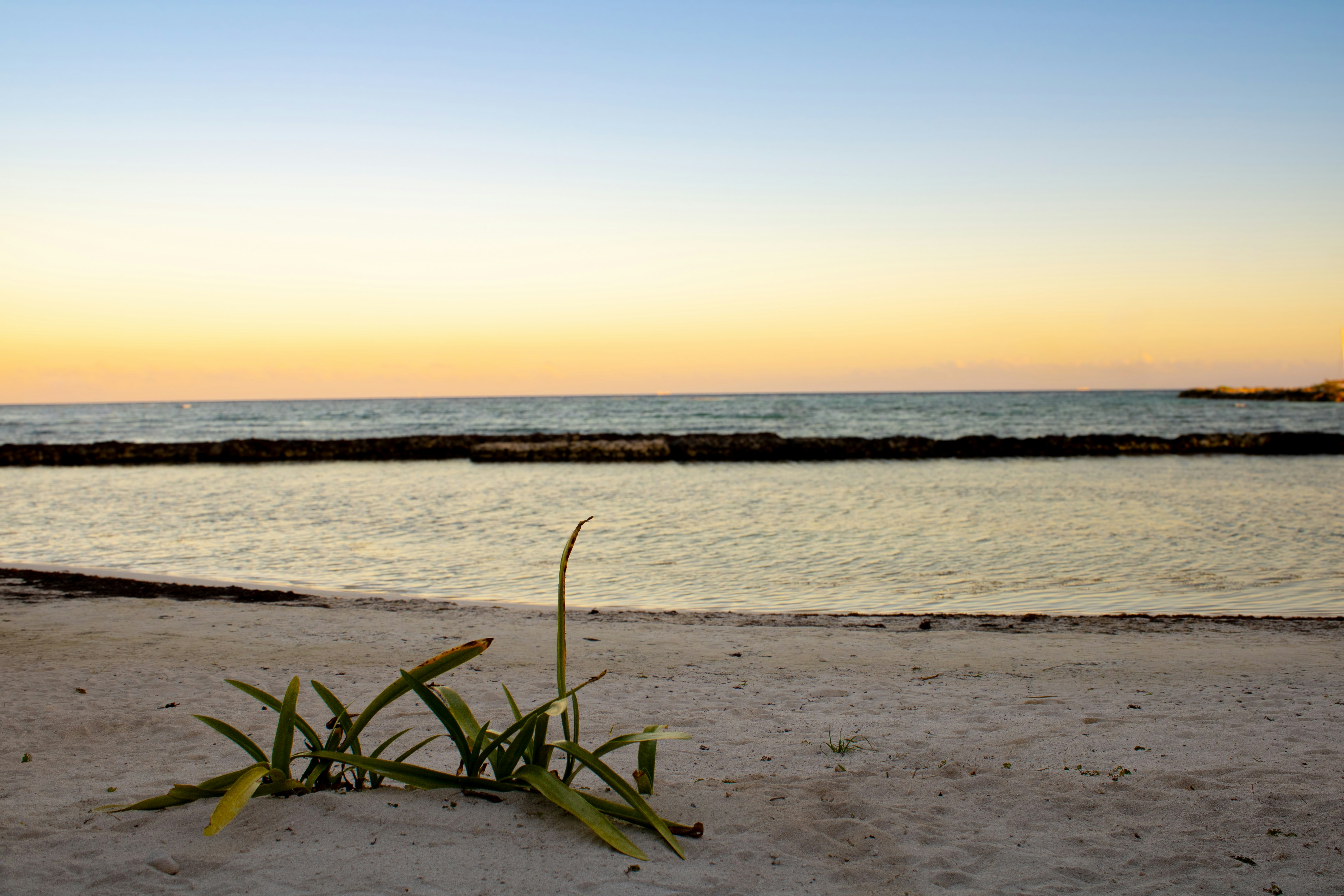 Low Tide, Quiet Plant: A Beach Scene in Gentle Sunset Light