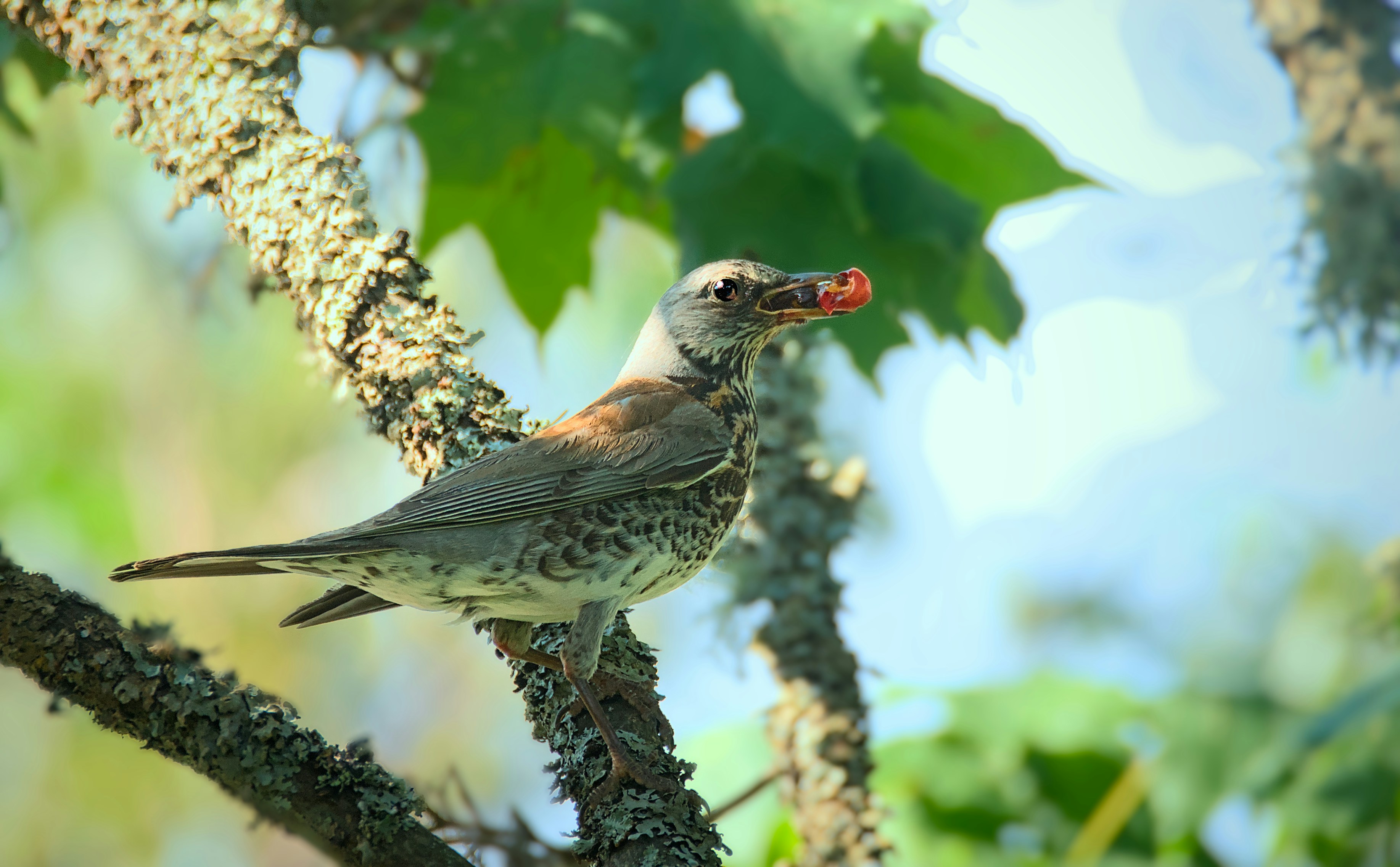 Red-brown spotted thrush perched on lichen-covered limb with berry in beak