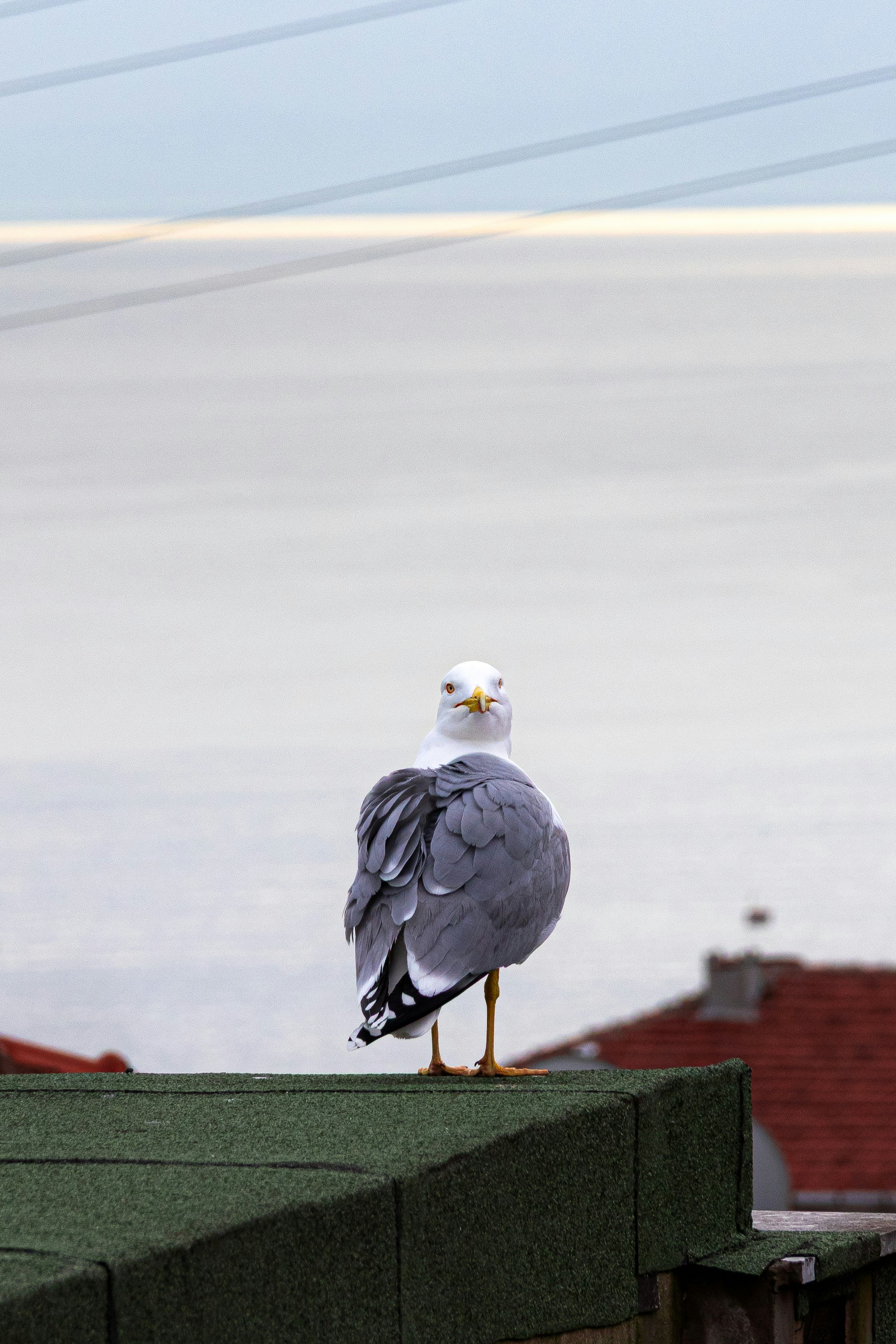 Sea-Wace Watcher: A Seabird Perched on the Roof Edge