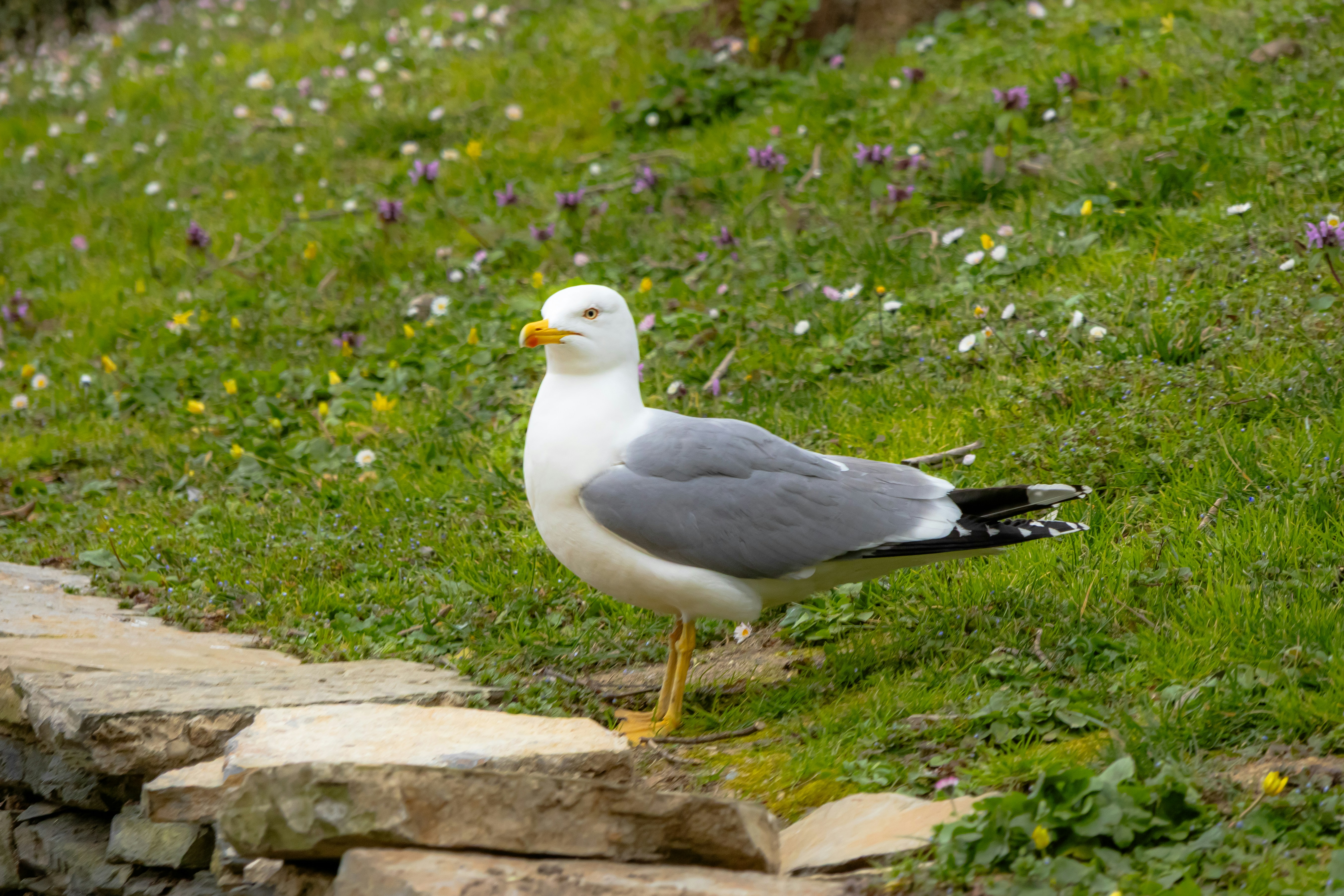 Grey-Backed Gull Pauses on a Stone Walkway