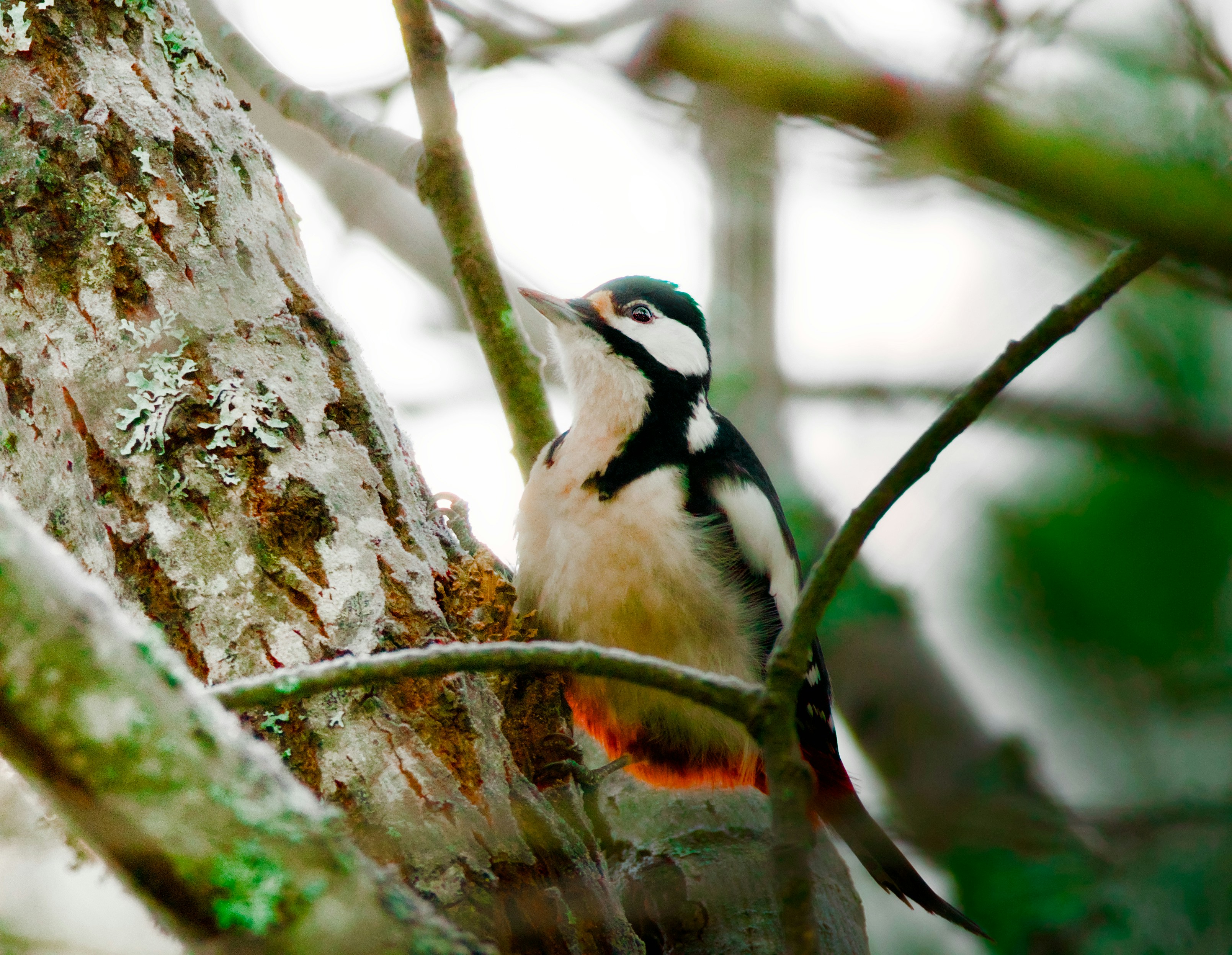White-cheeked Woodpecker Nevermore: Perched on a Mossy Trunk