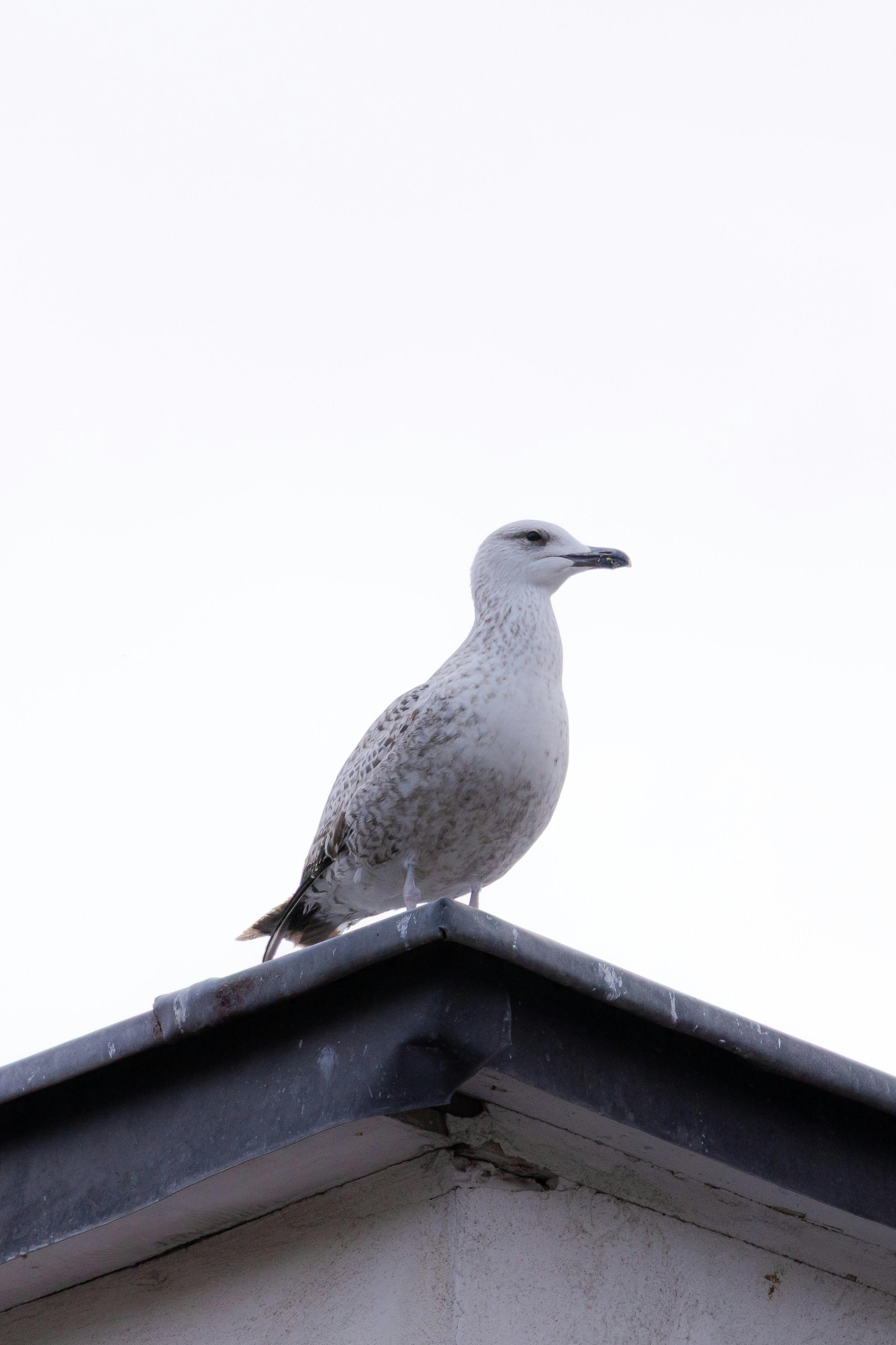Seabird Perched at the Ridge of a Roof