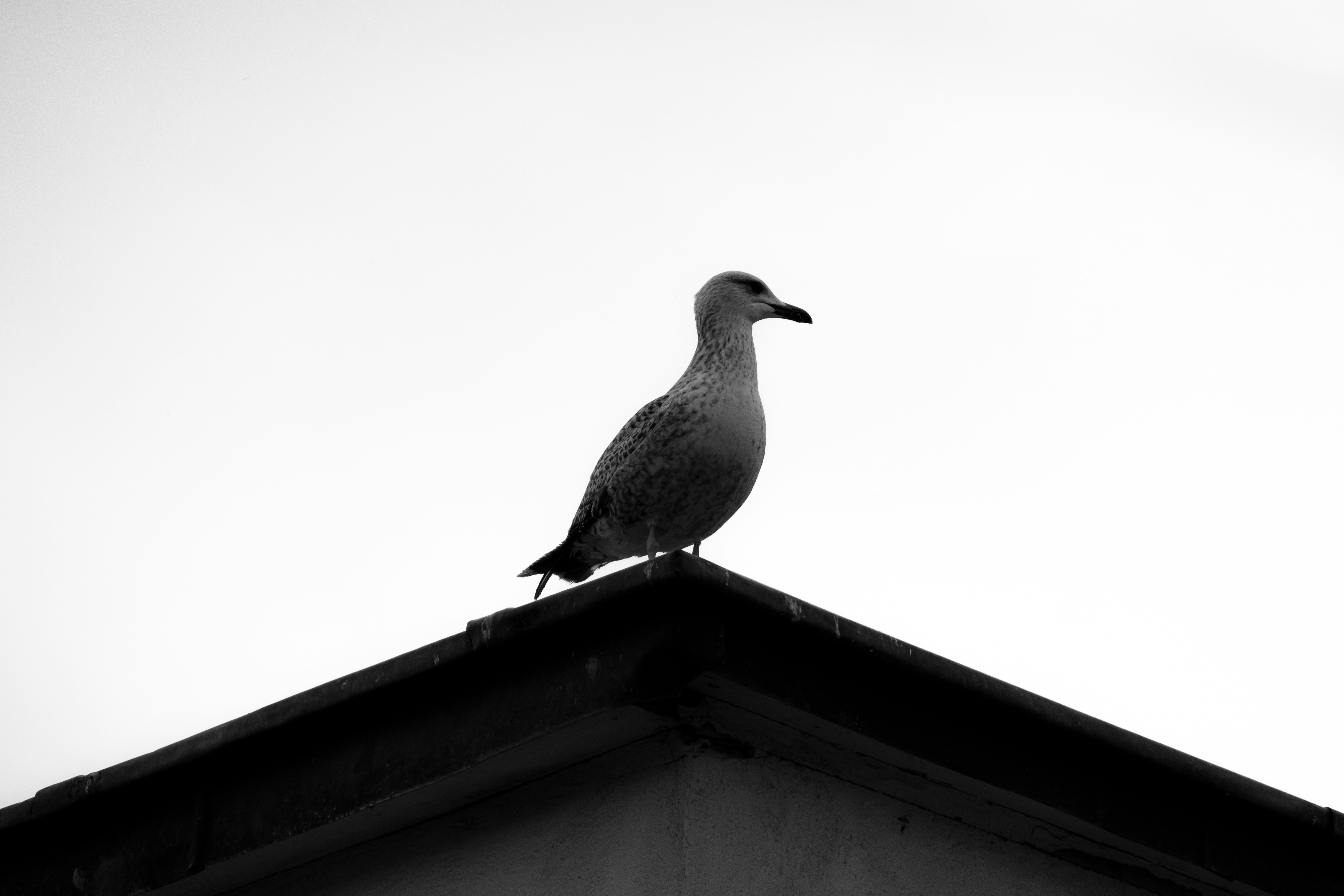 Seabird Sentinel perched at the roofline