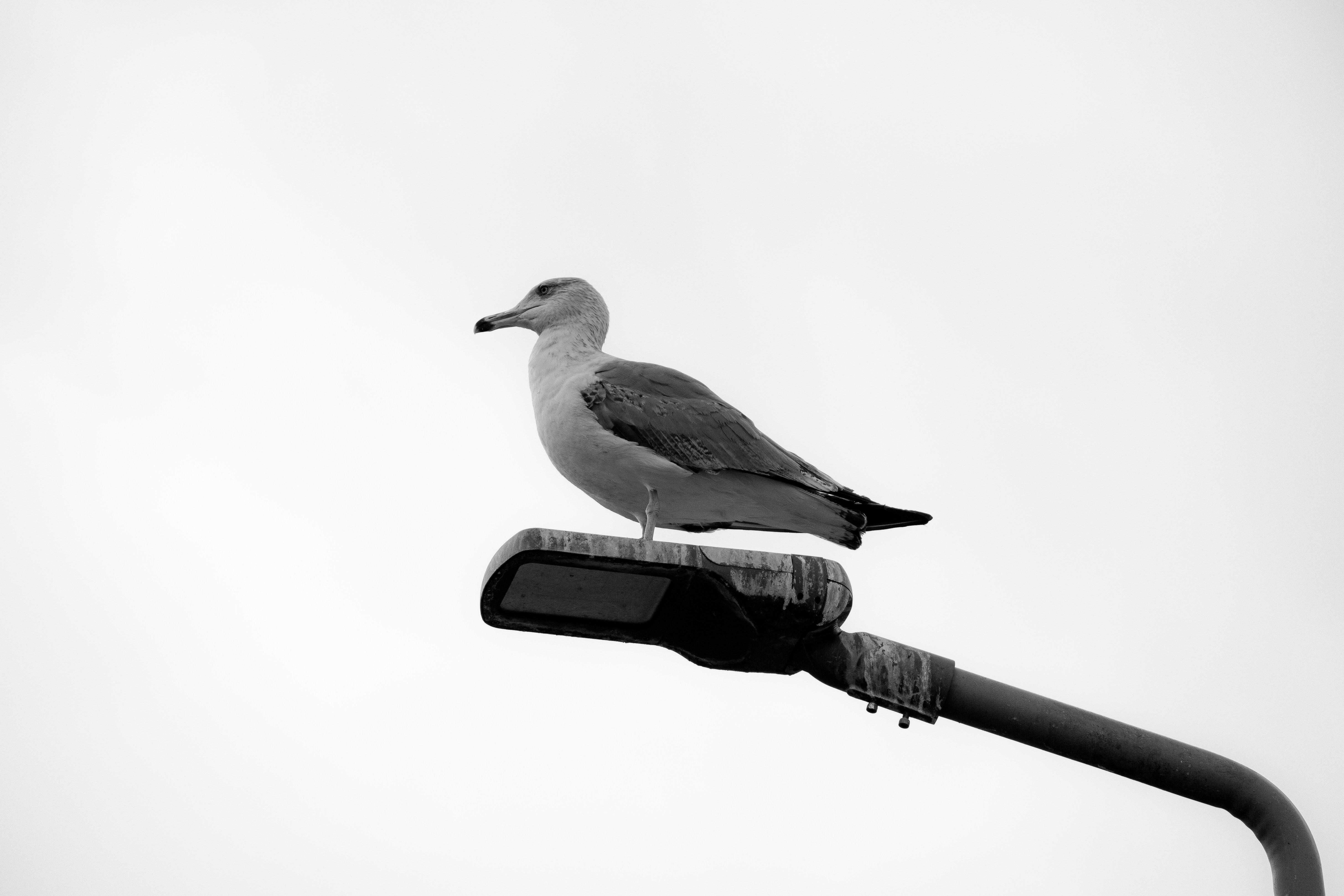 Seagull Perched on Streetlamp: Quiet Vigil Above the City Grid