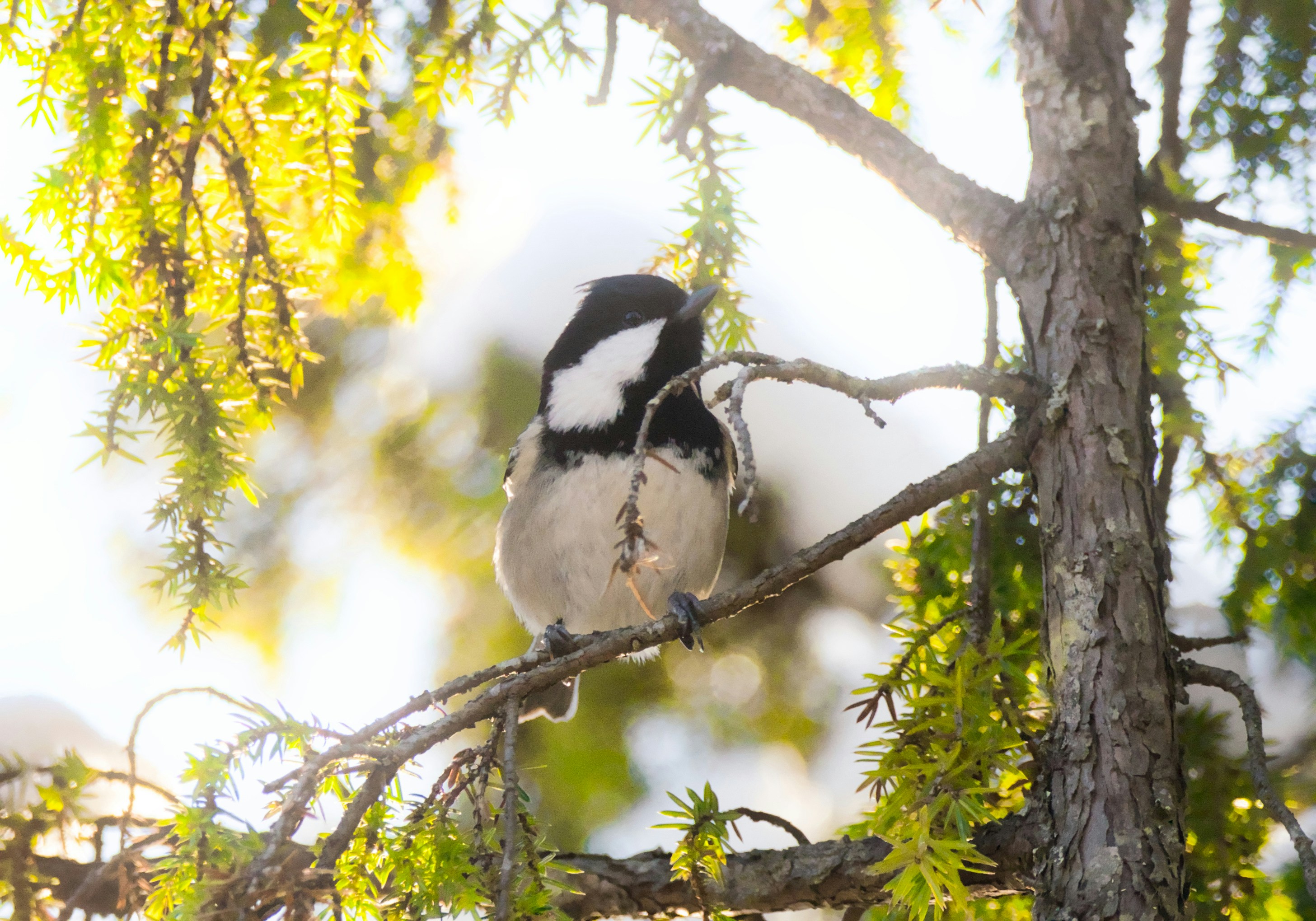Bold Black-Capped Chickadee Perched Amid Sunlit Conifer Needles