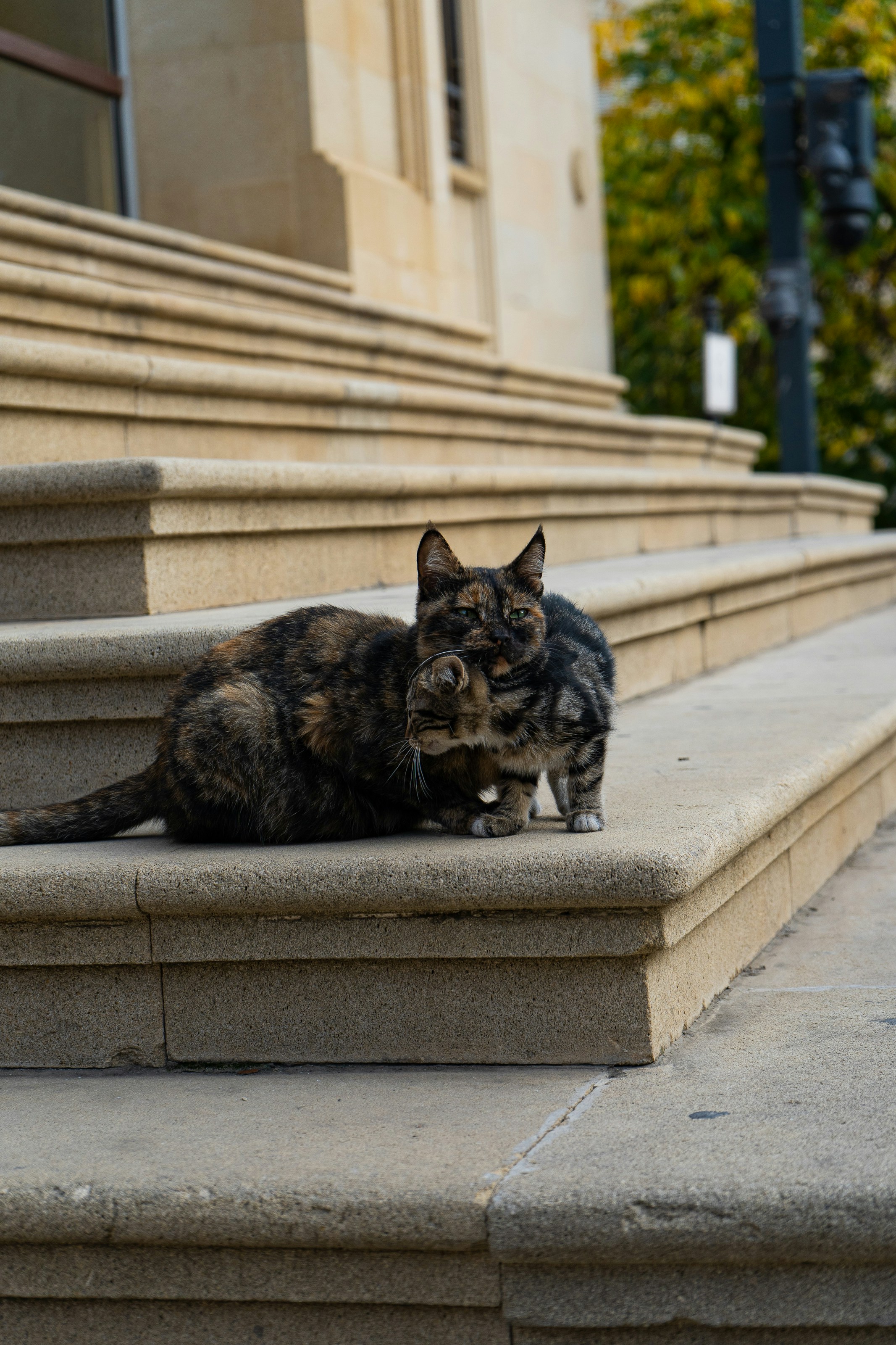 Calico on Stone Stairs: A Quiet Moment at the Institutional Steps