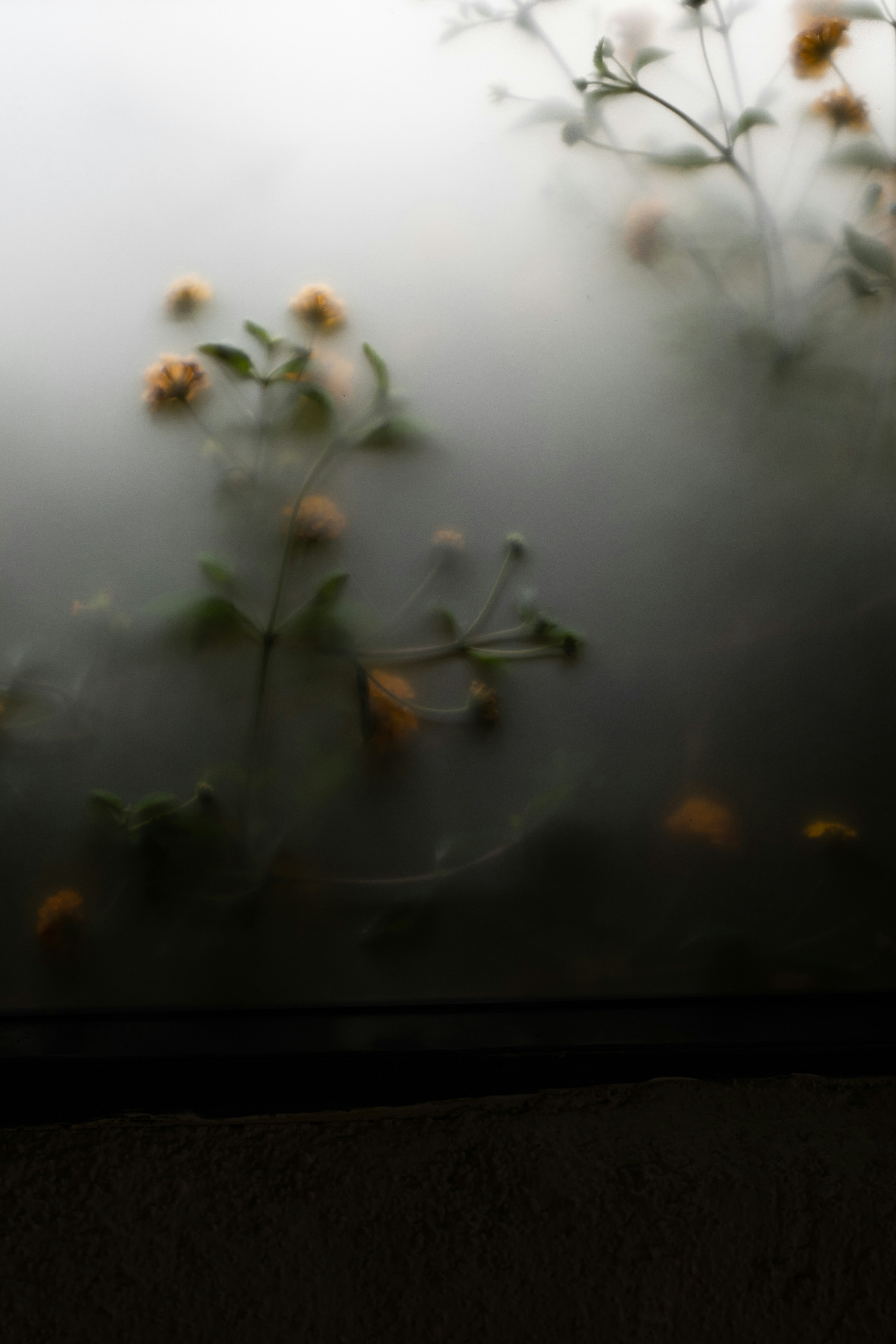 Soft Haze of Blooming Vines Beyond Frosted Glass