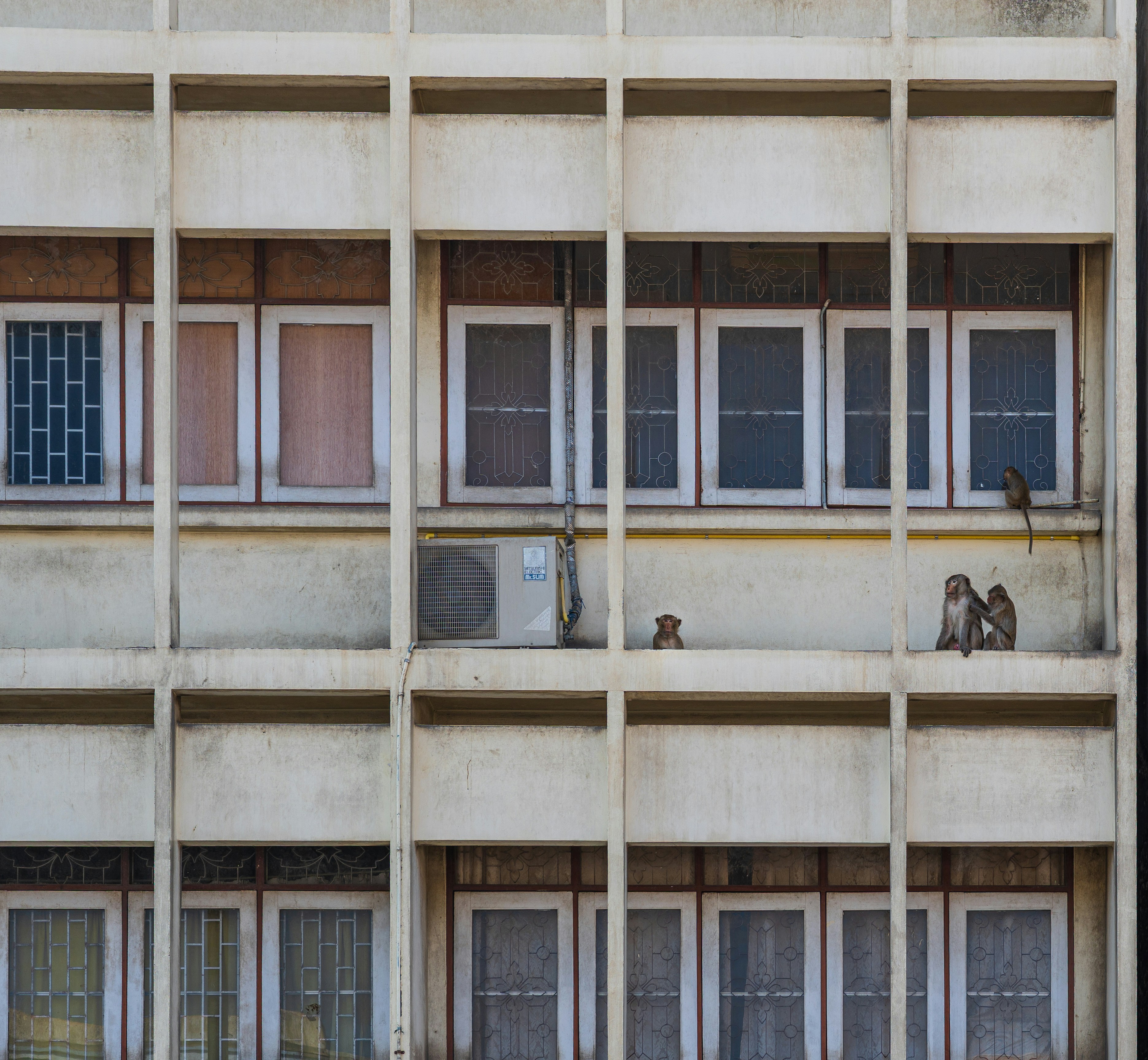 Monochrome Grid: Monkeys on a Distant Balcony