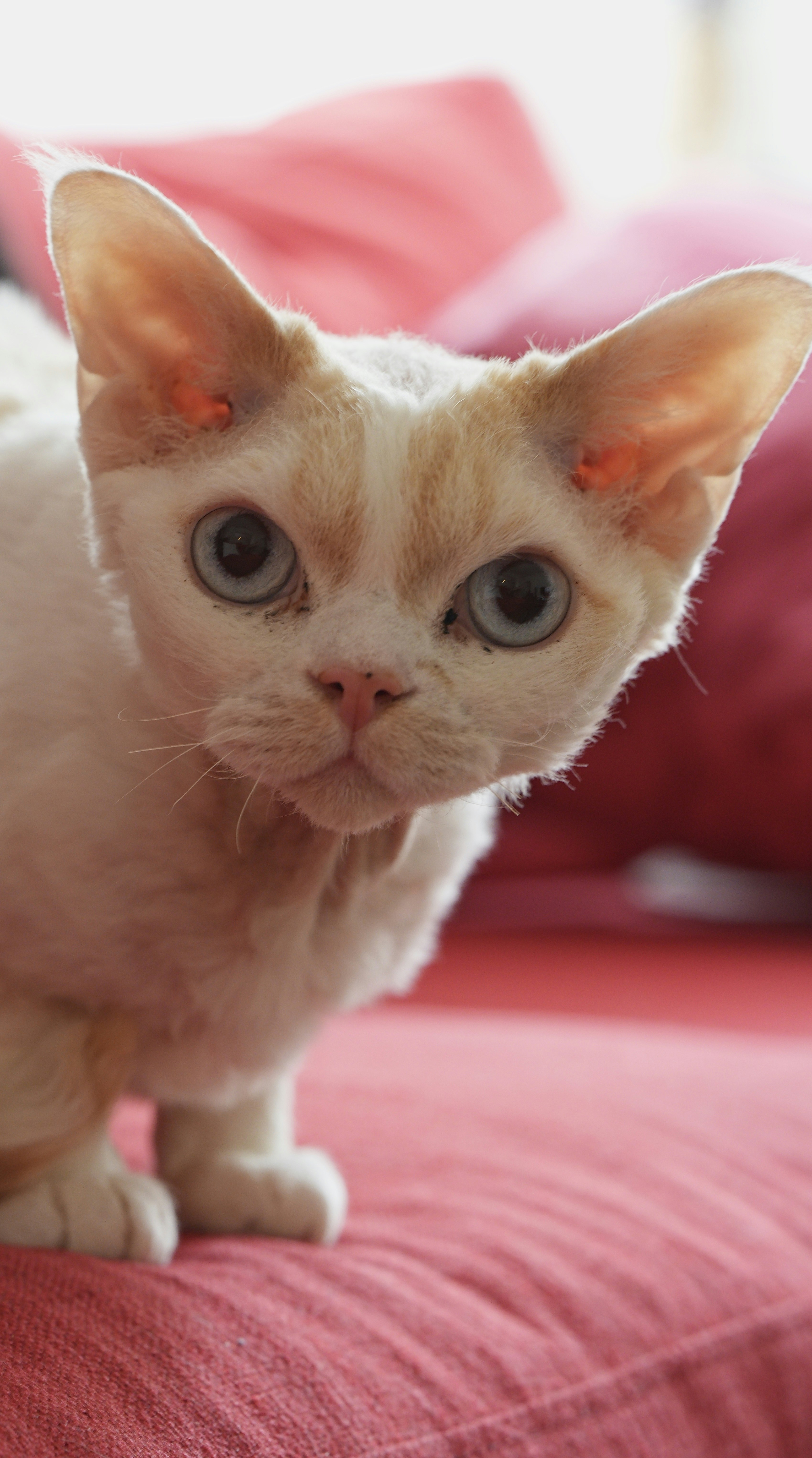 Curious Gaze: A Creamy Kitten with Wide Blue Eyes