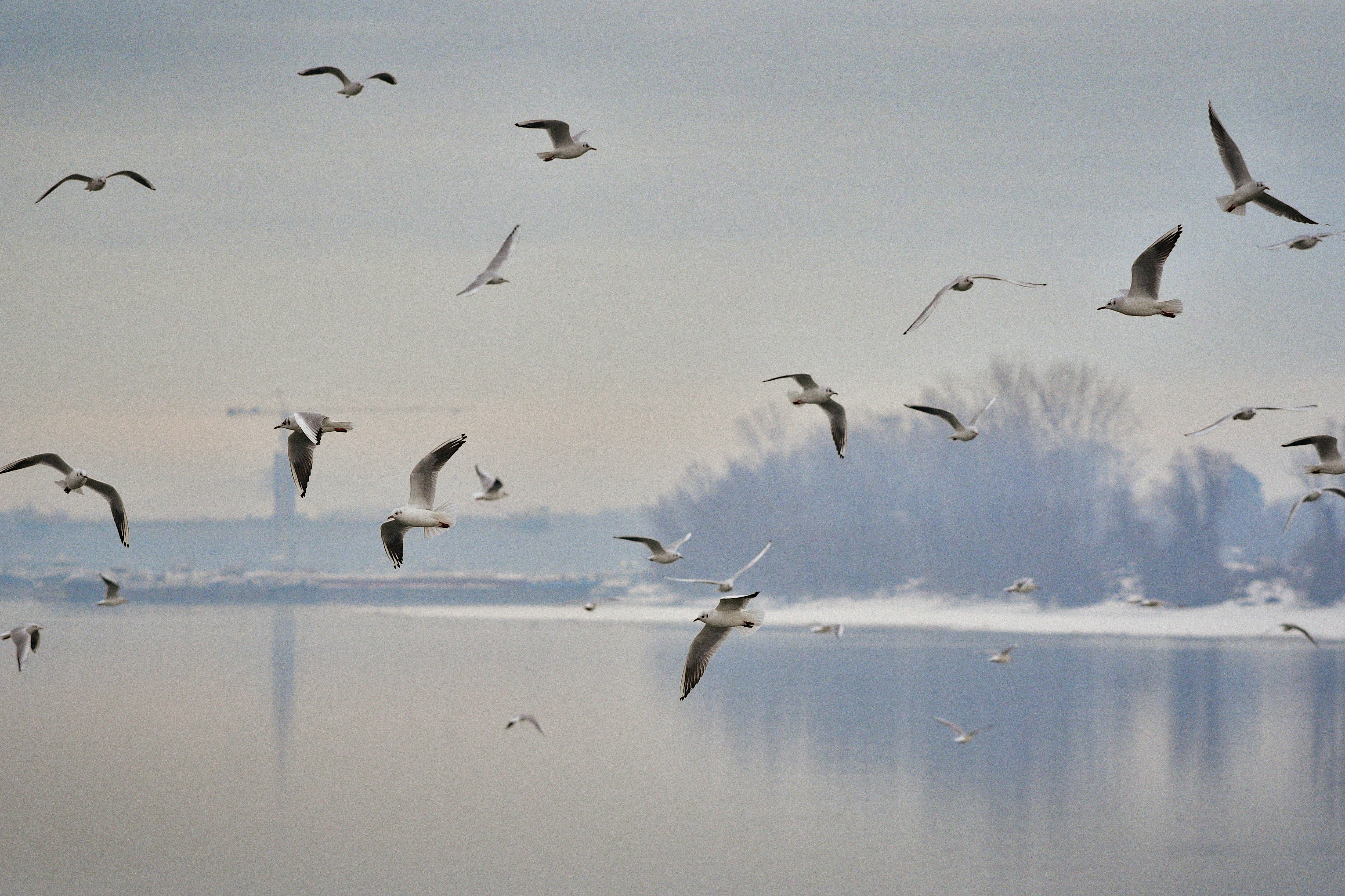 Murmuration over a Misty Lake