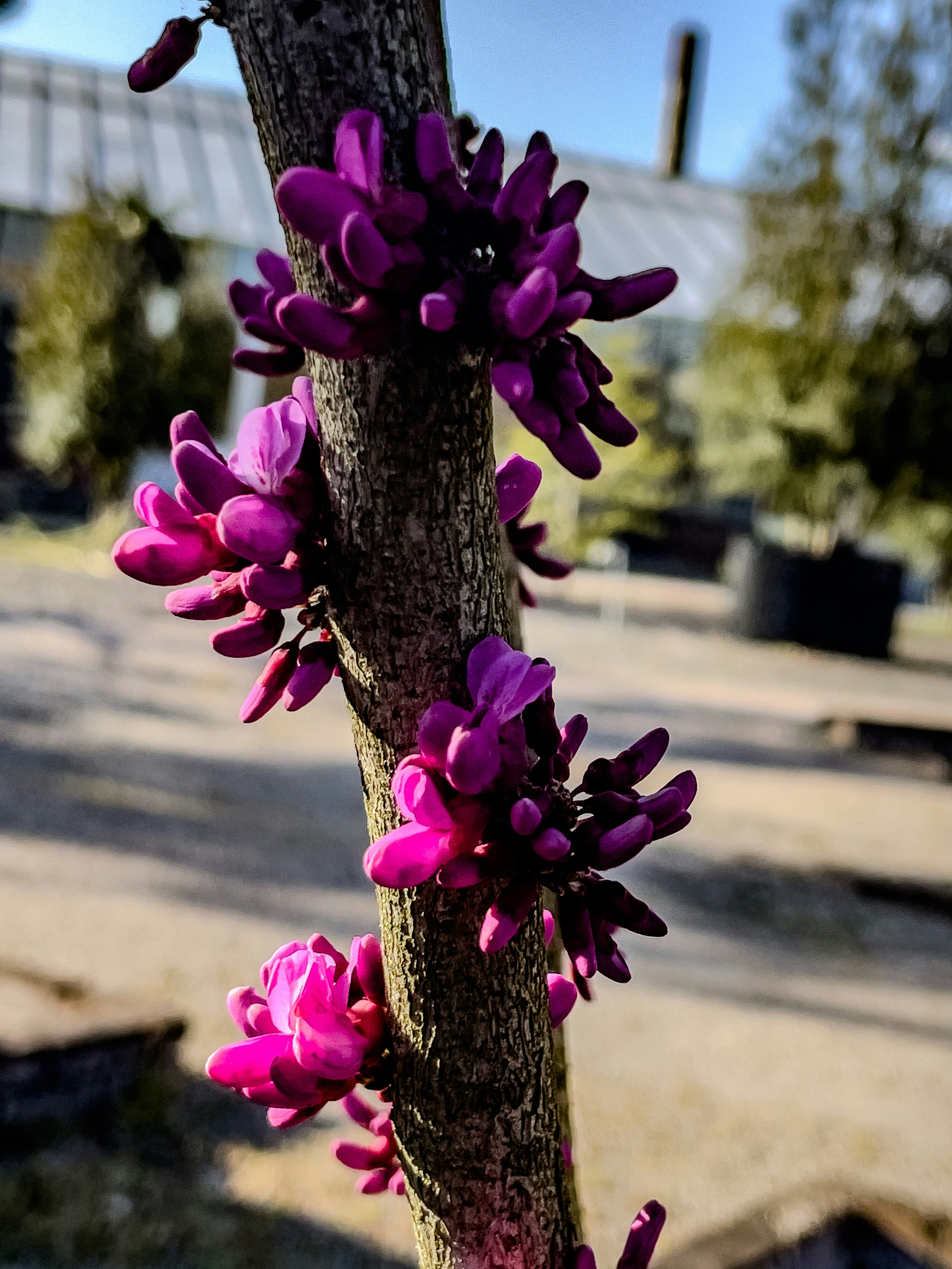 Vibrant Magenta Blossoms Climbing a Tree Trunk